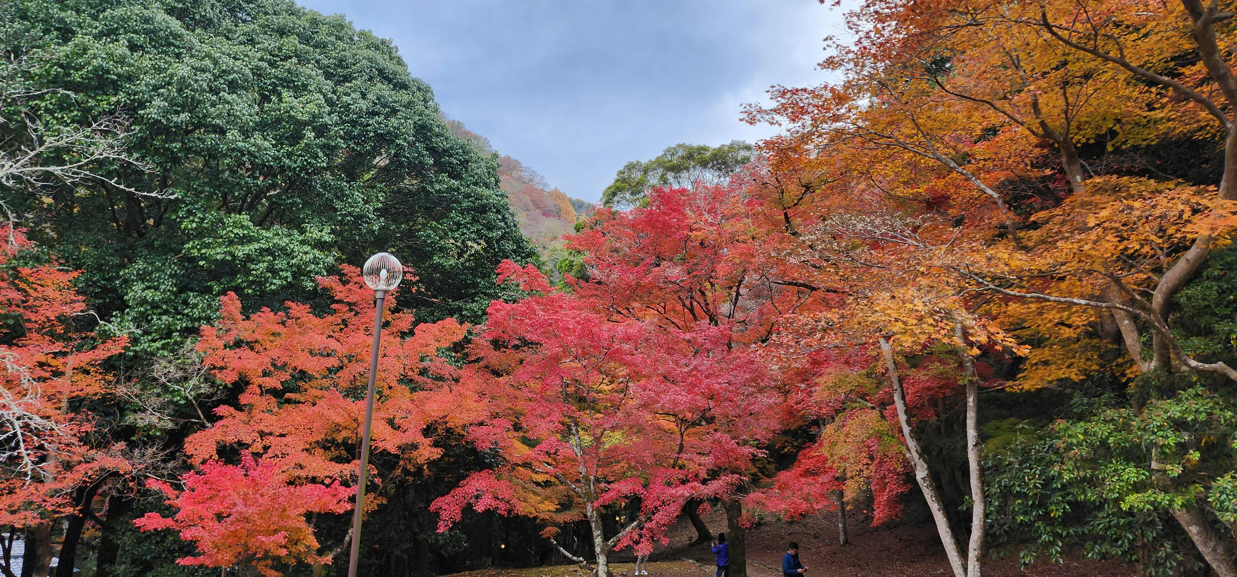 Autumn Mosaic: Trees in Full Fire Along a Quiet Path