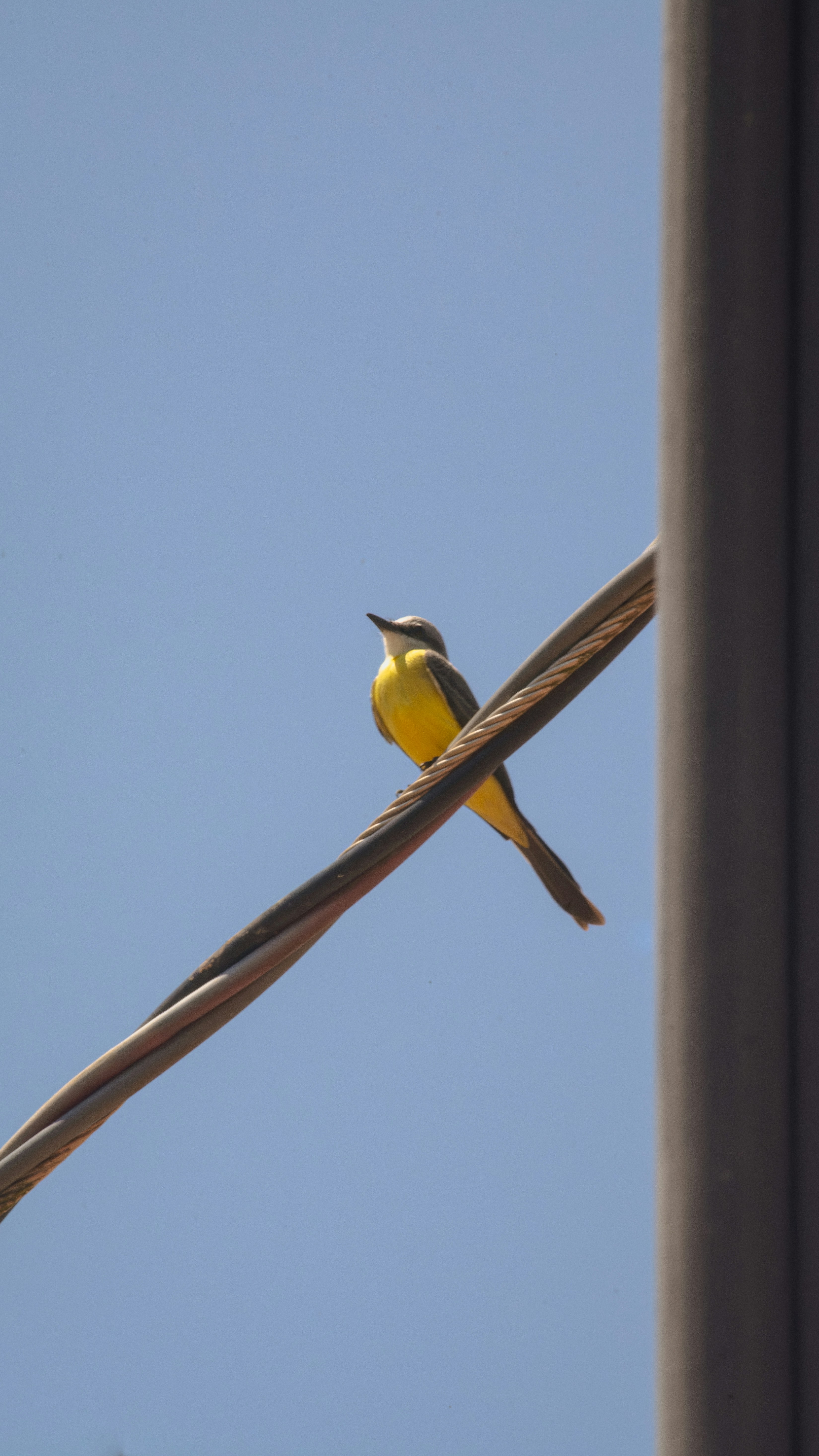 Yellow-hooded Perch on a Rooftop Cable