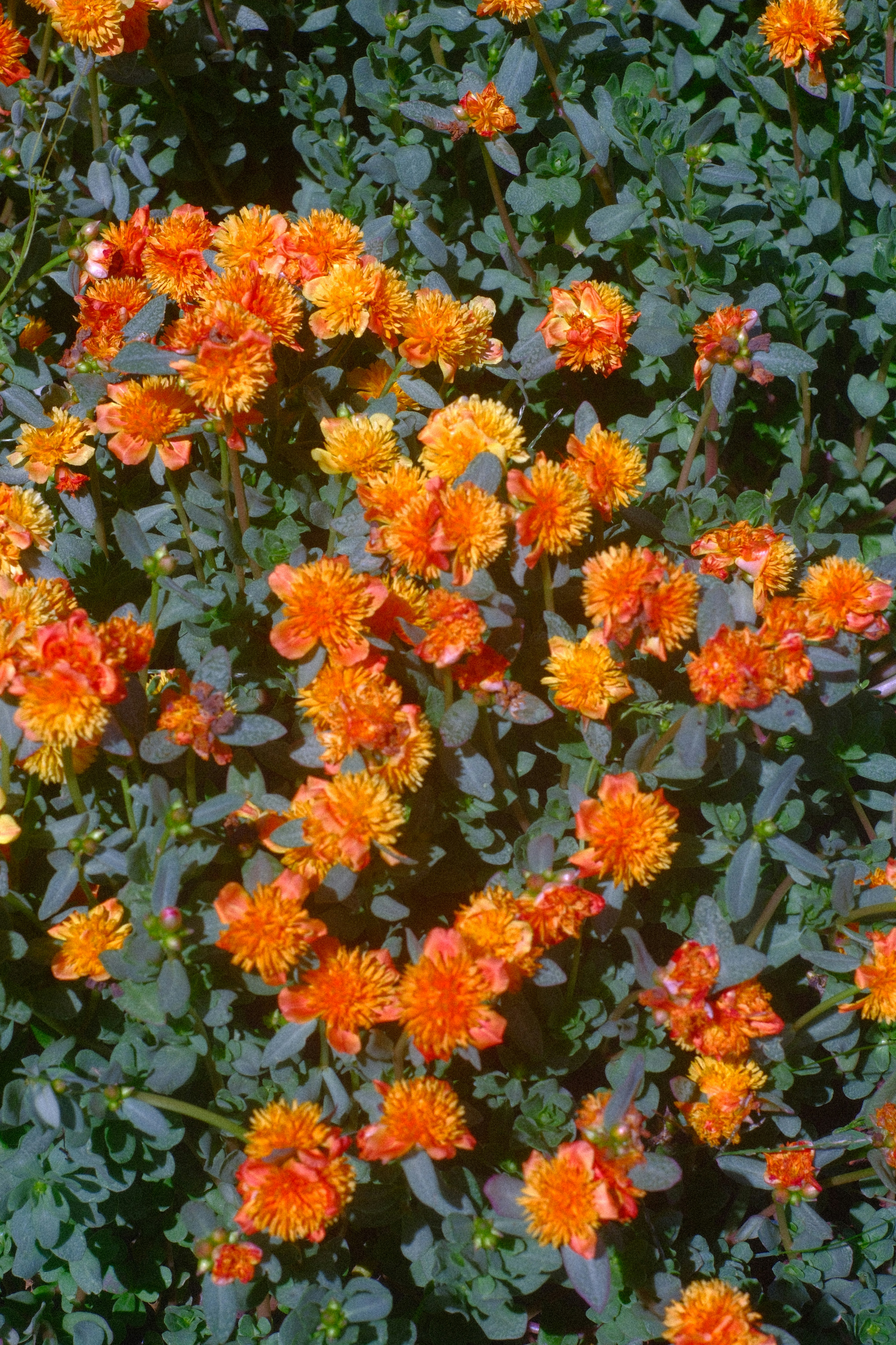 Sunlit Orange Clusters: A River of Marigold Echoes