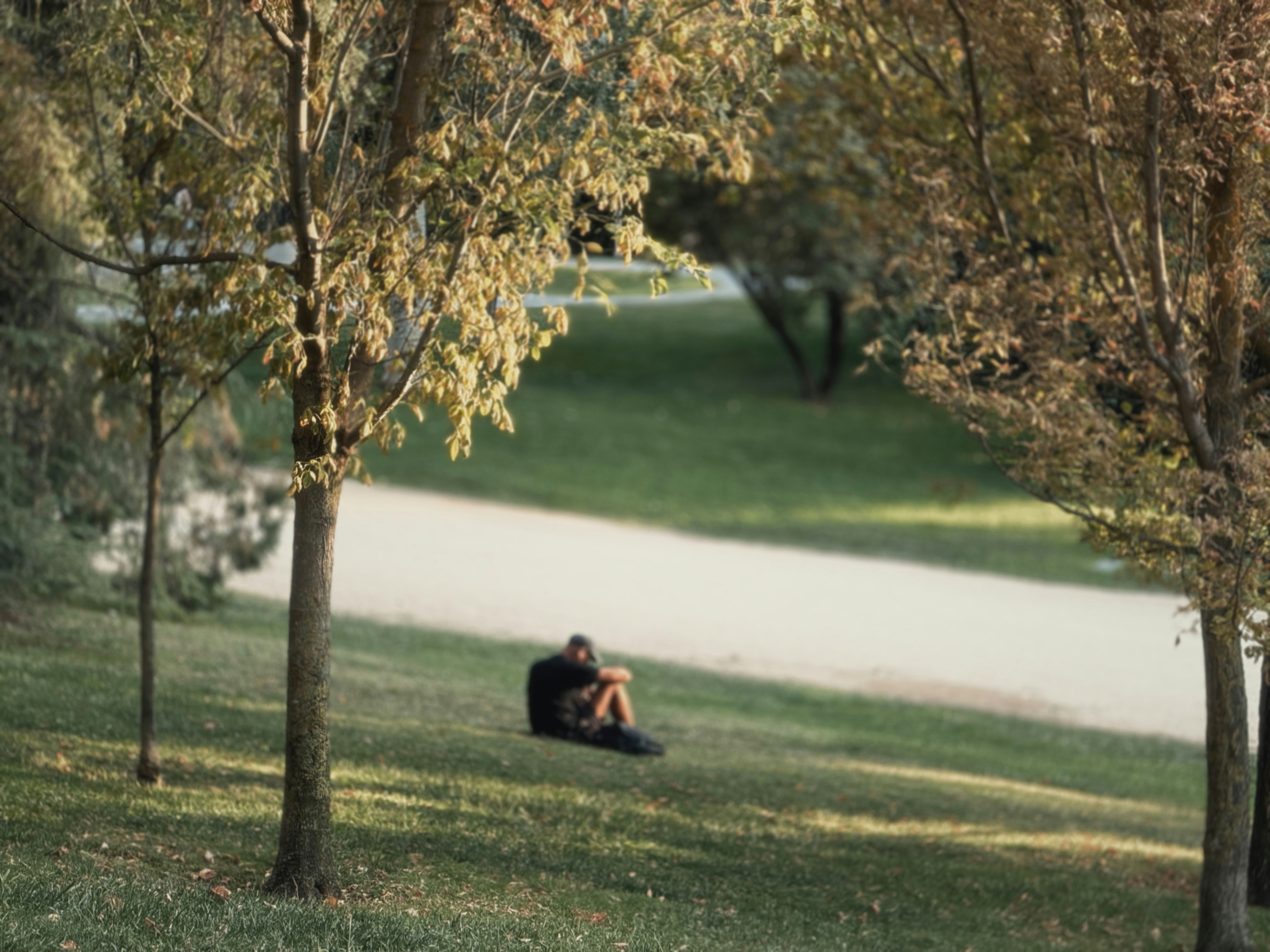 Solitary Moment: A Park's Quiet Evening Embrace