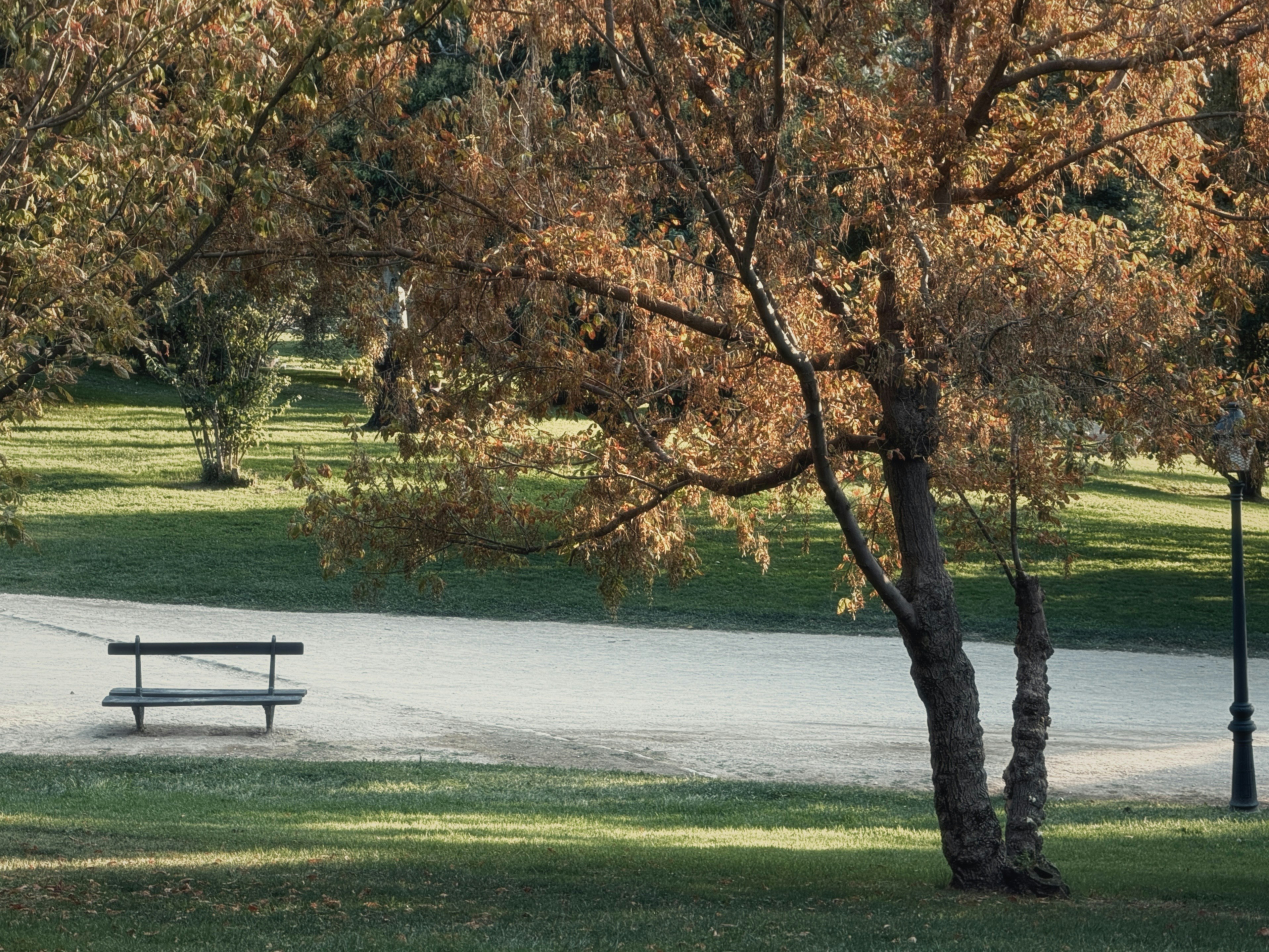 Autumn Park Weathervane: Quiet Bench and Gnarled Trees