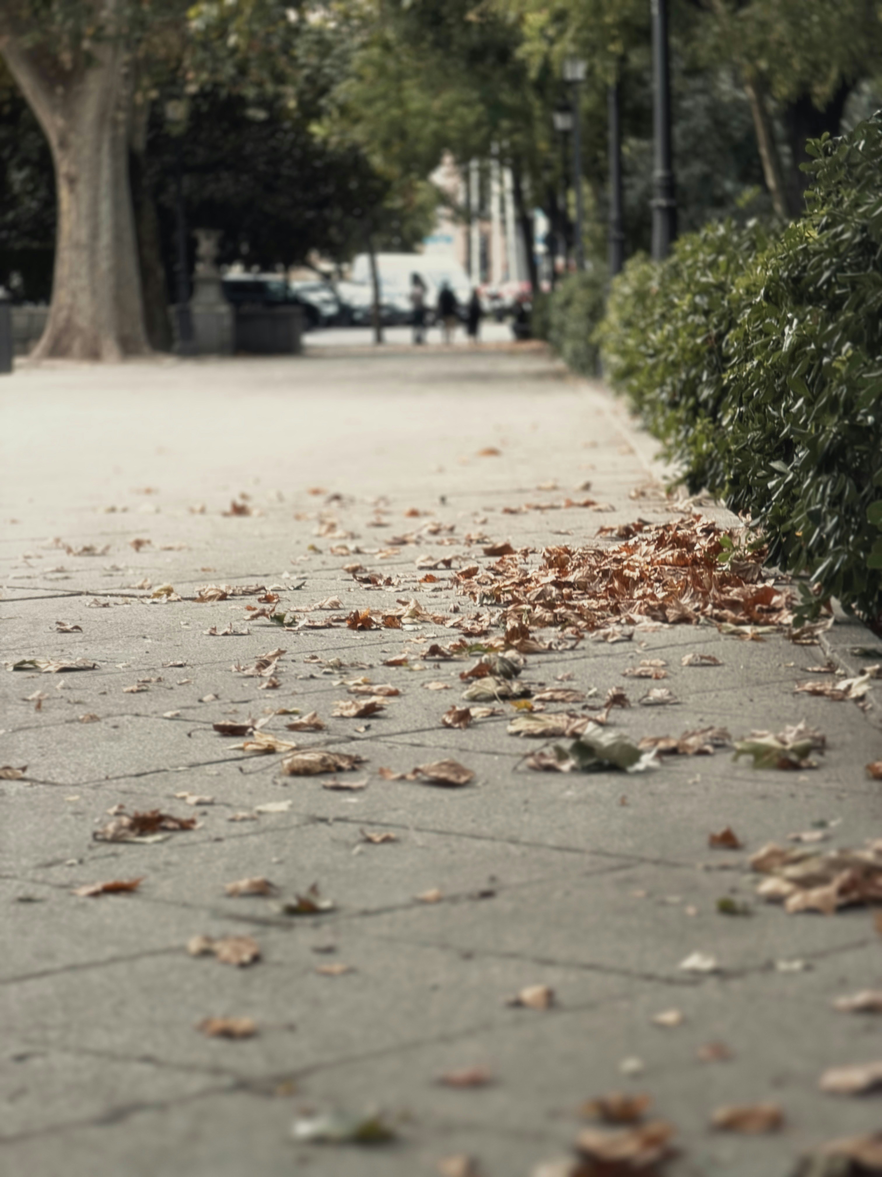 Autumn Pathway: Leaves Scatter the Quiet Sidewalk