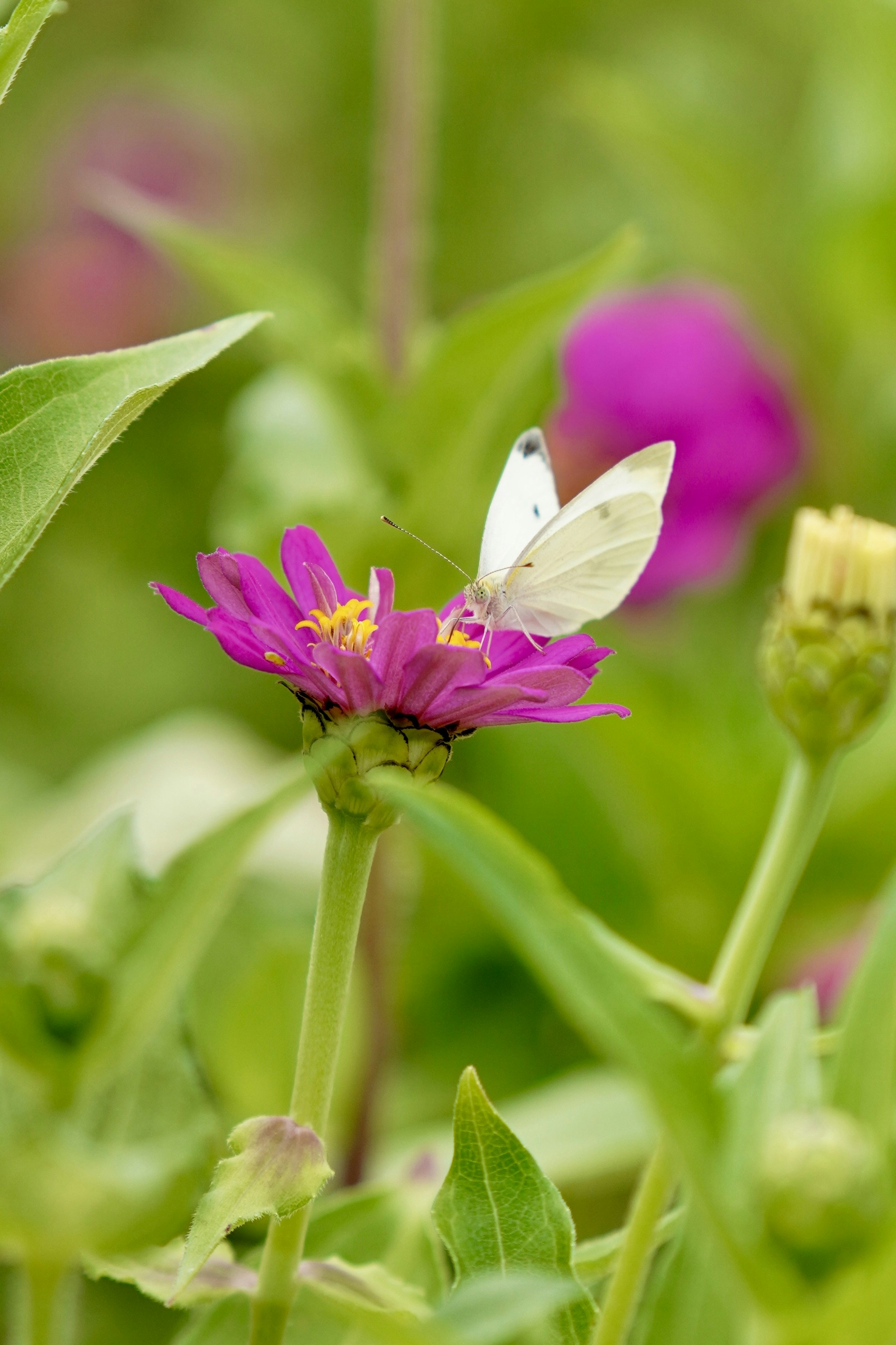 White Butterfly on Magenta Zinnia: A Moment of Delicate Balance
