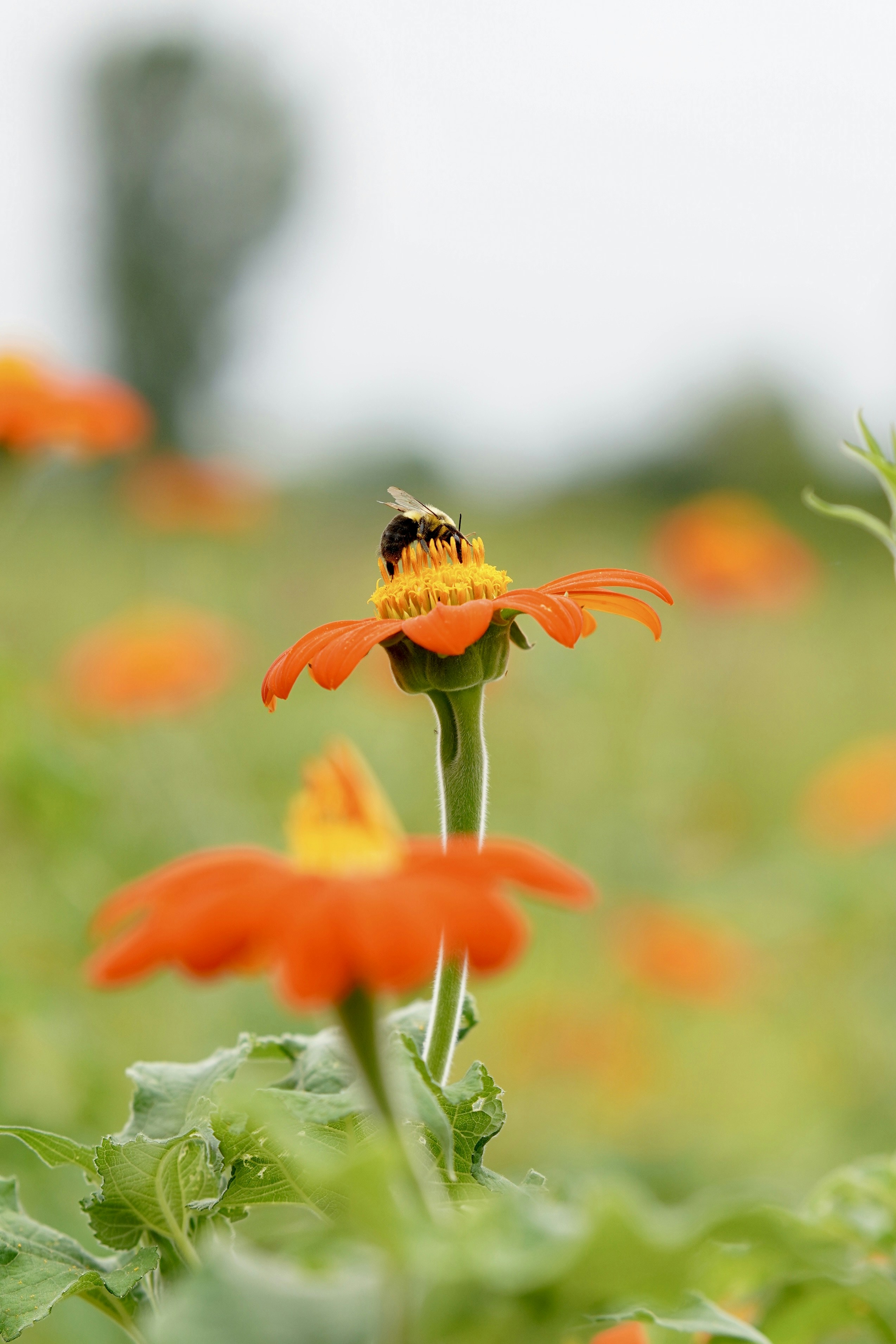 Bee on a Bright Orange Bloom: Field of Color