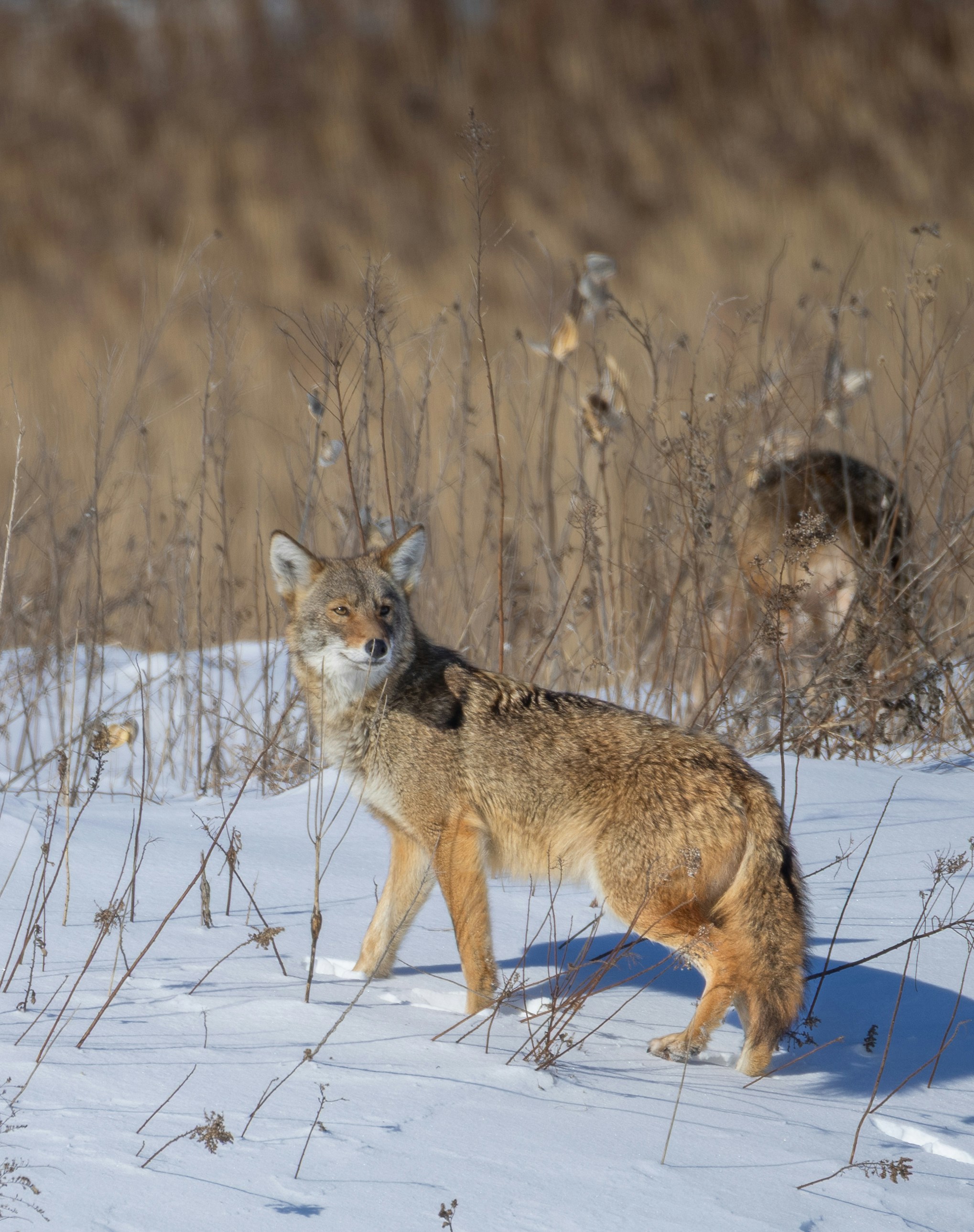 Snowbound Watch: A Curious Fox in Winter Brush