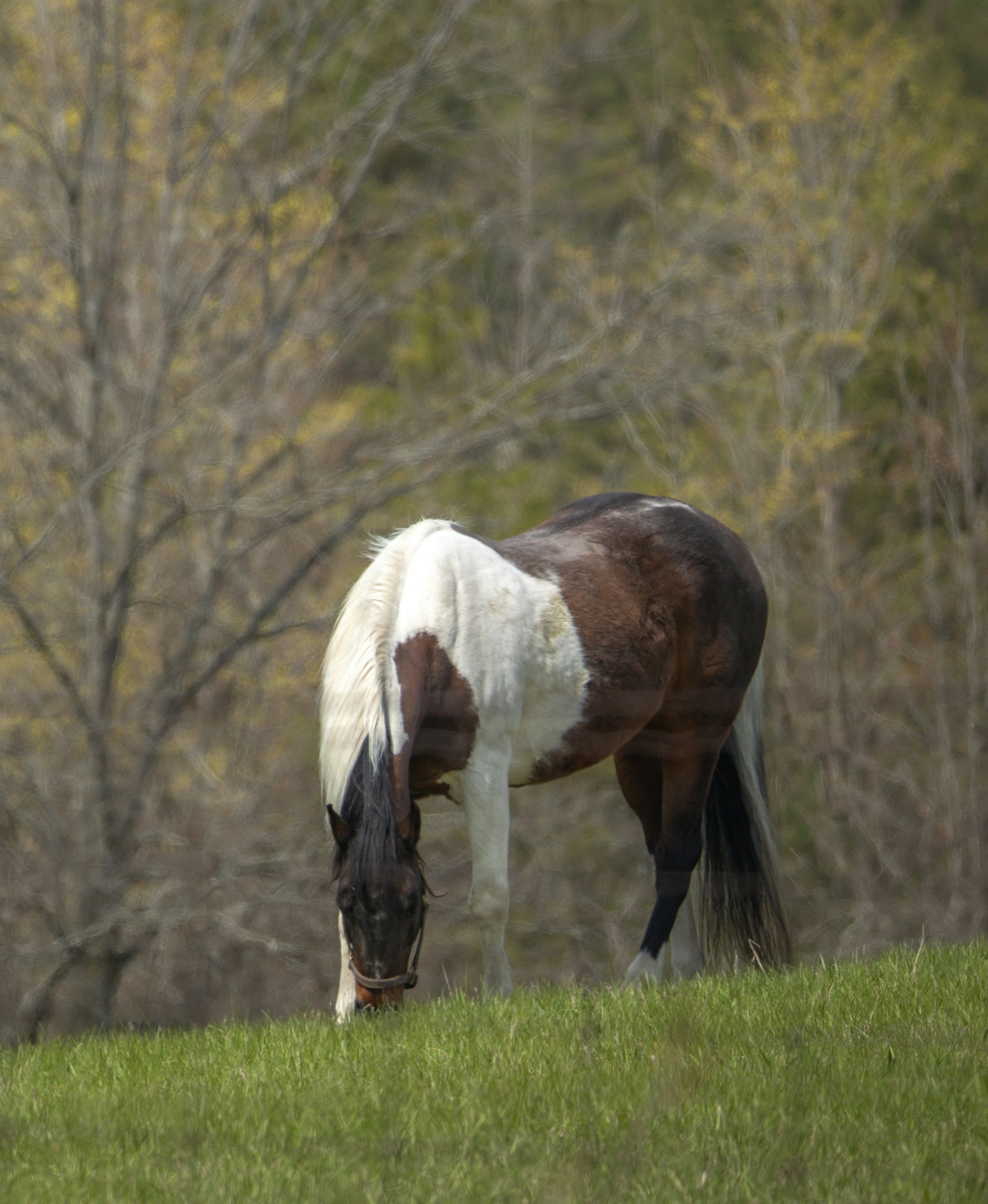Champagne Bloom: A Grazing Portrait of a Bi-Toned Horse