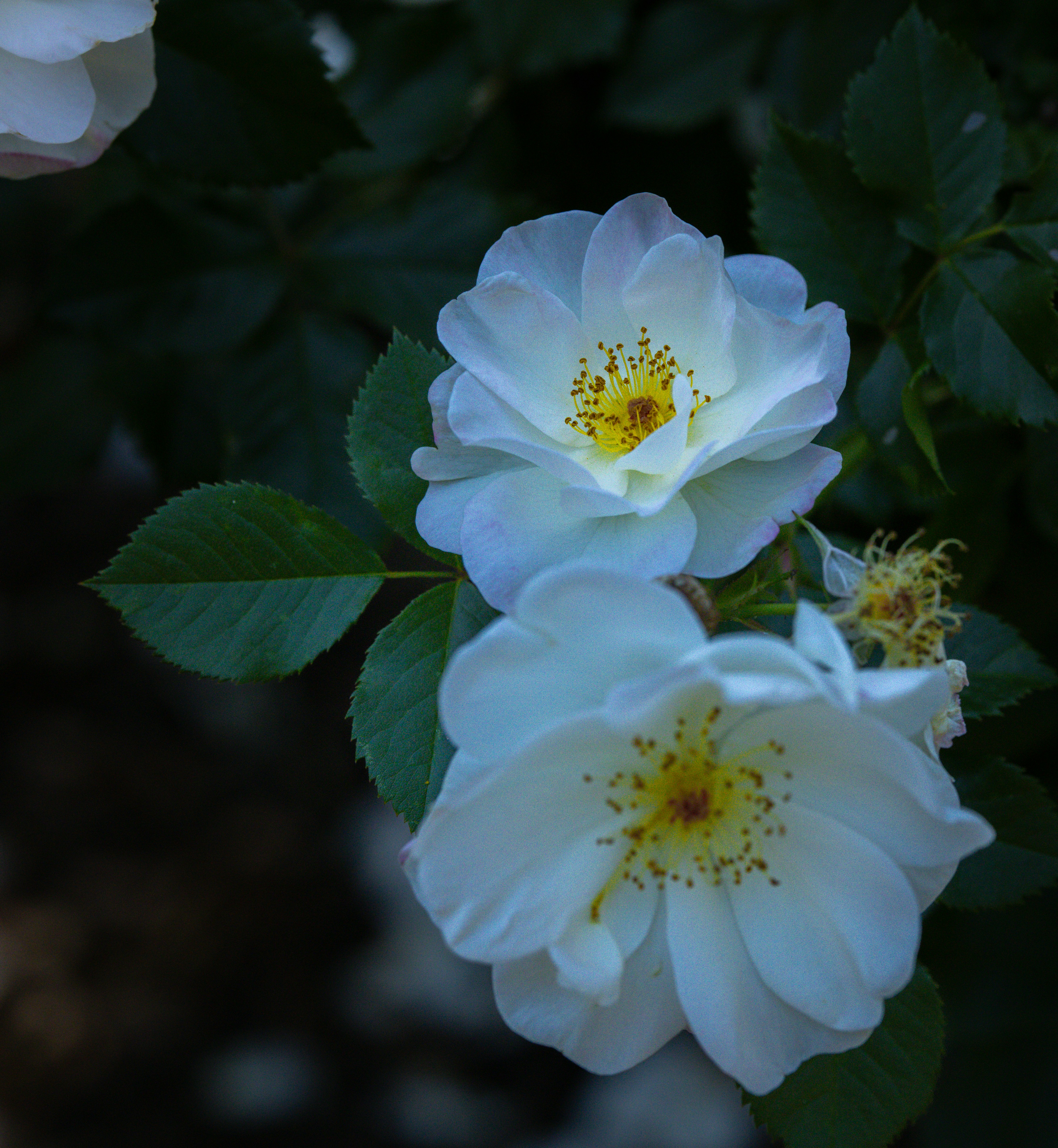 White-rose duel: a pair of pale blooms against a shadowed garden