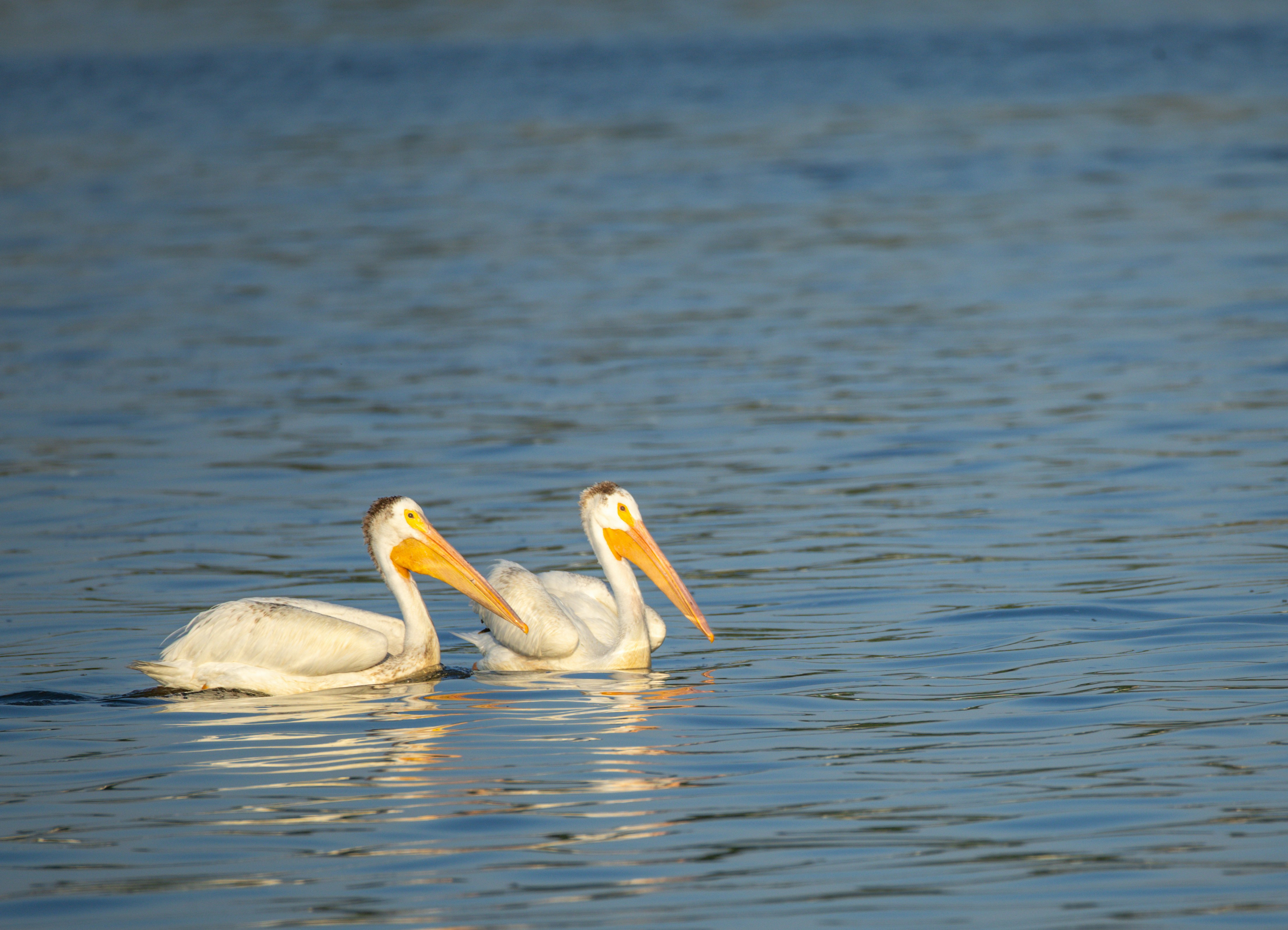 Twin Pelicans at Dawn: Quiet Convergence on a Calm Sea
