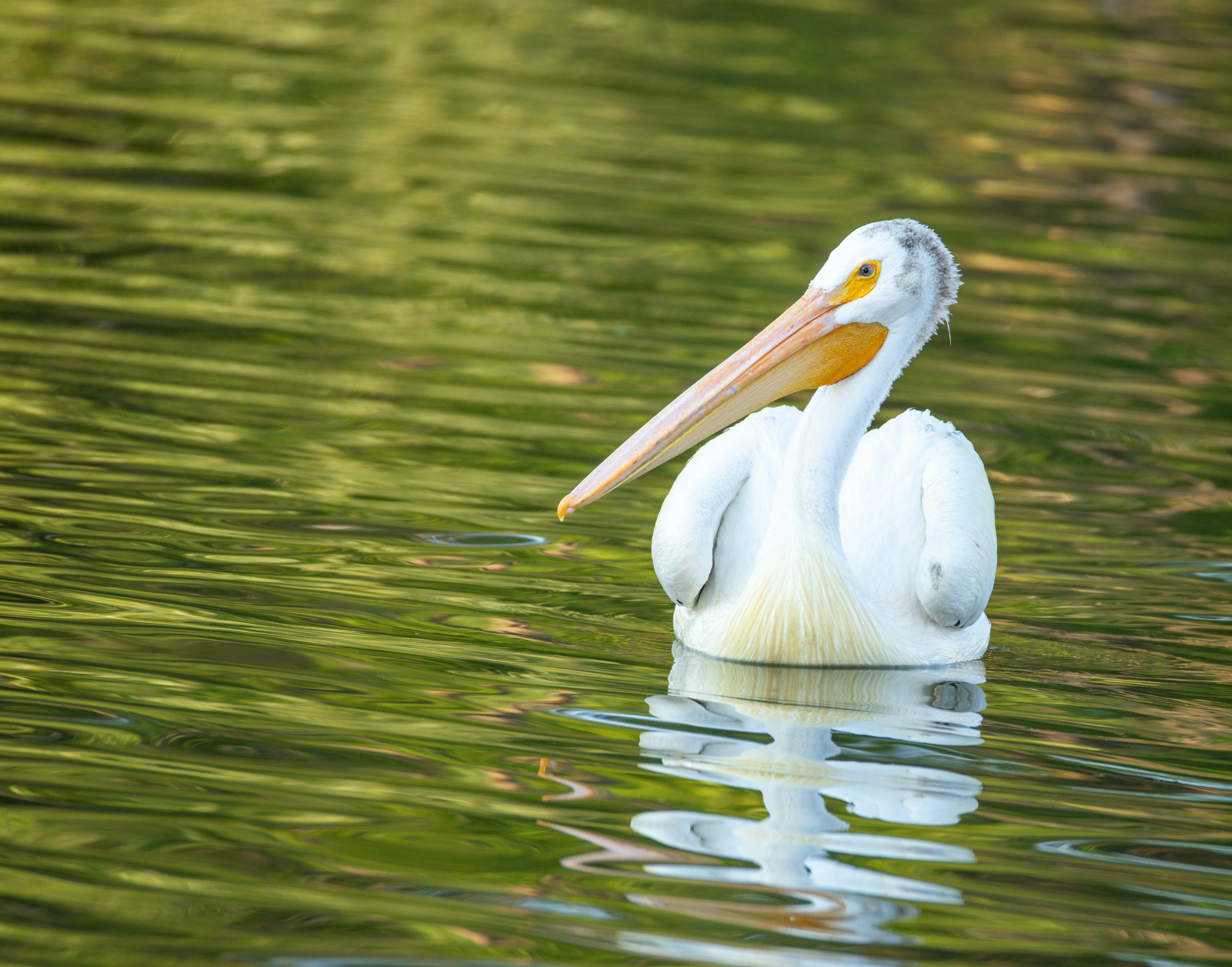 Elegant Pelican: Quiet Glide Across Glassy Green Reflections