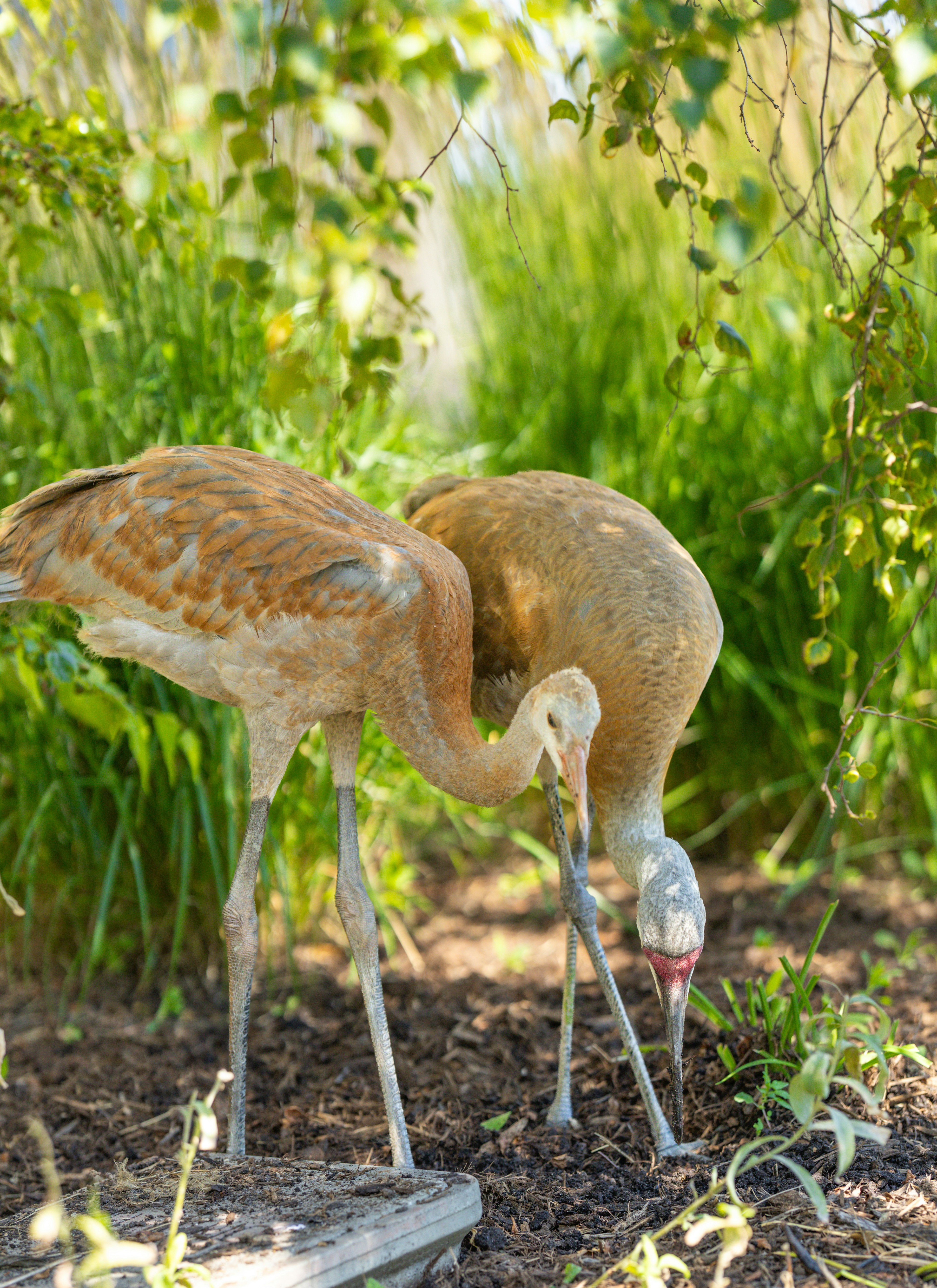 Two Flamingos Down to Lunch in Soft Sunlight