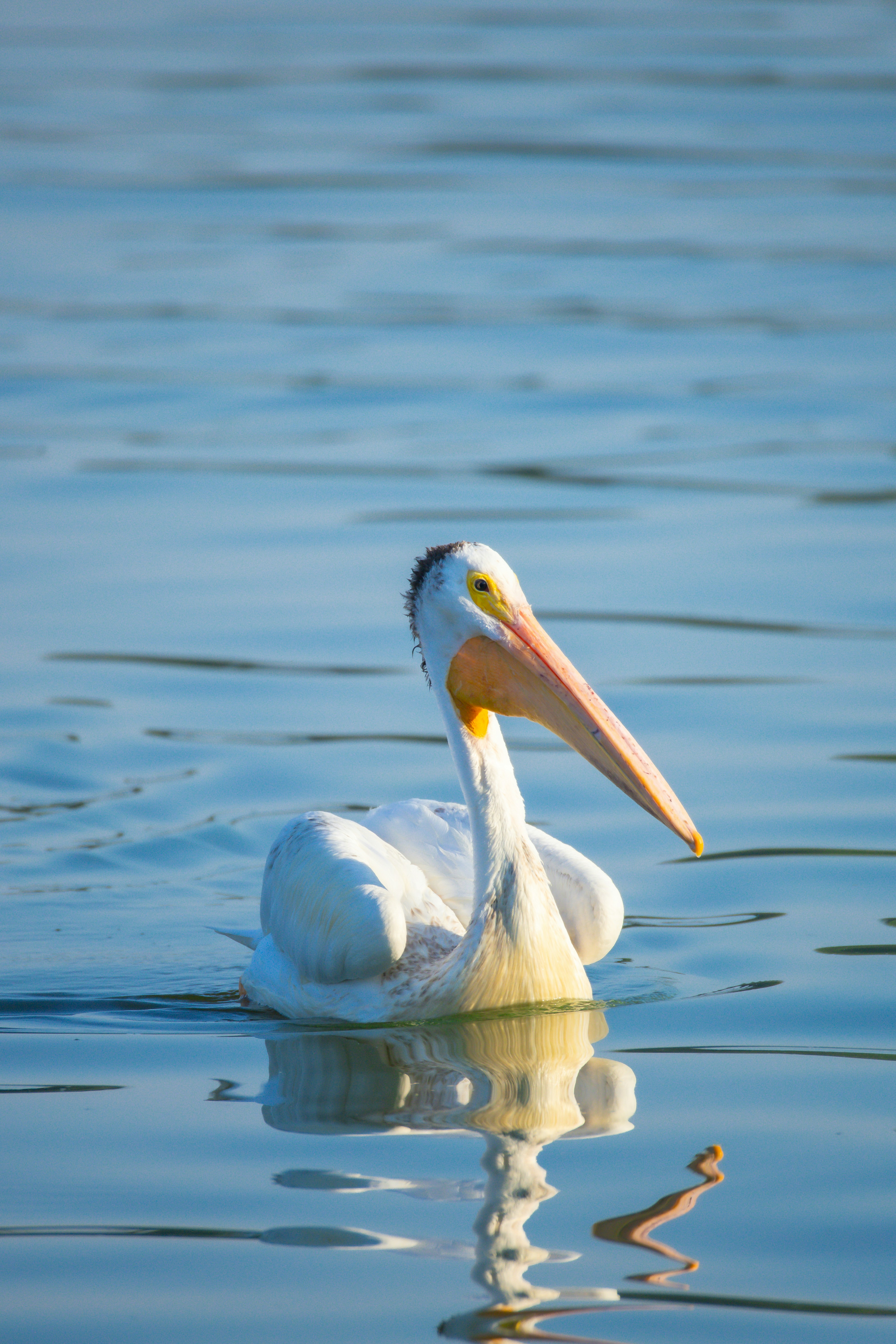 Sailing on Glassy Blue: Pelican on Calm Lake