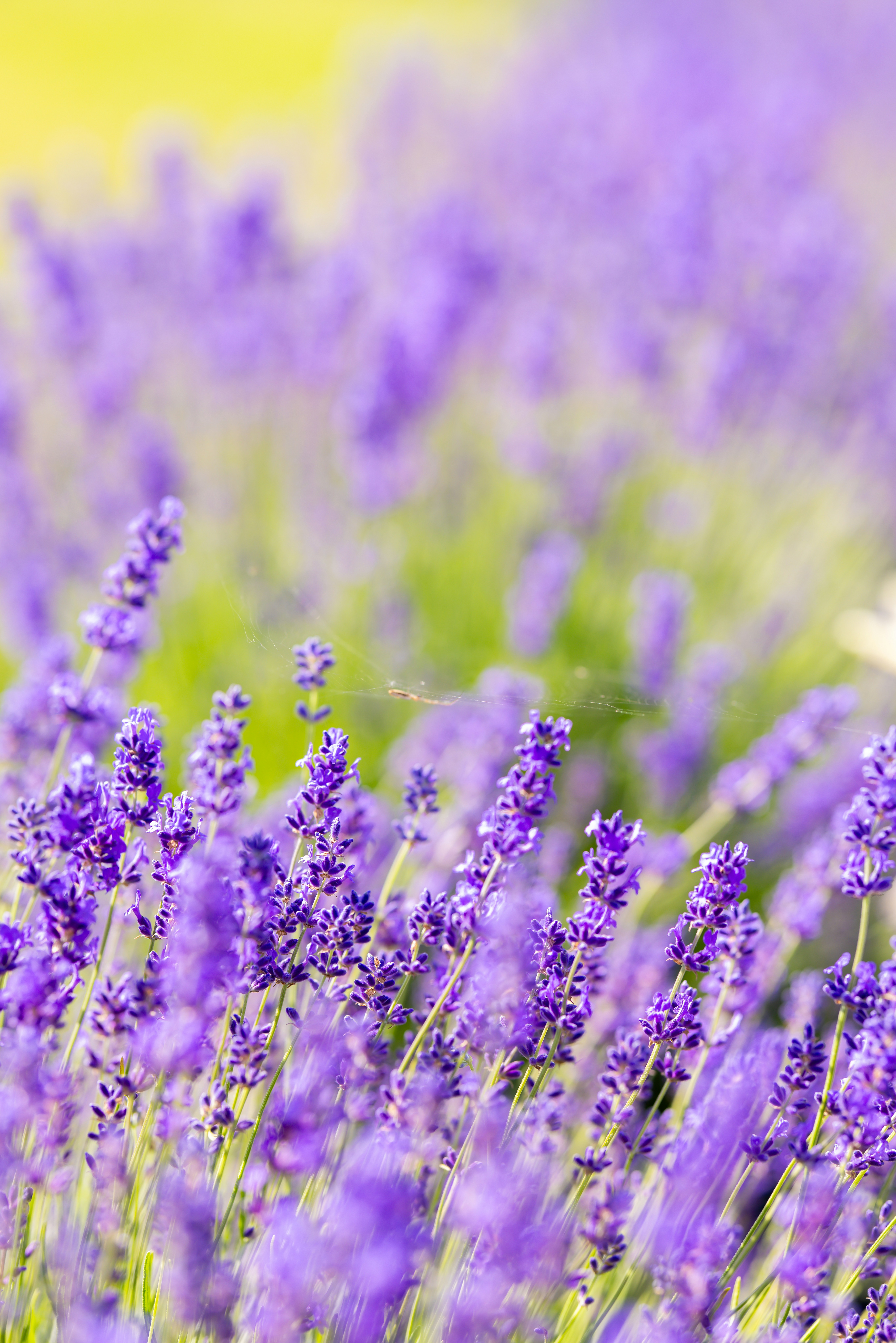 Lavender Field in Soft Focus: A Dreamy Bloom