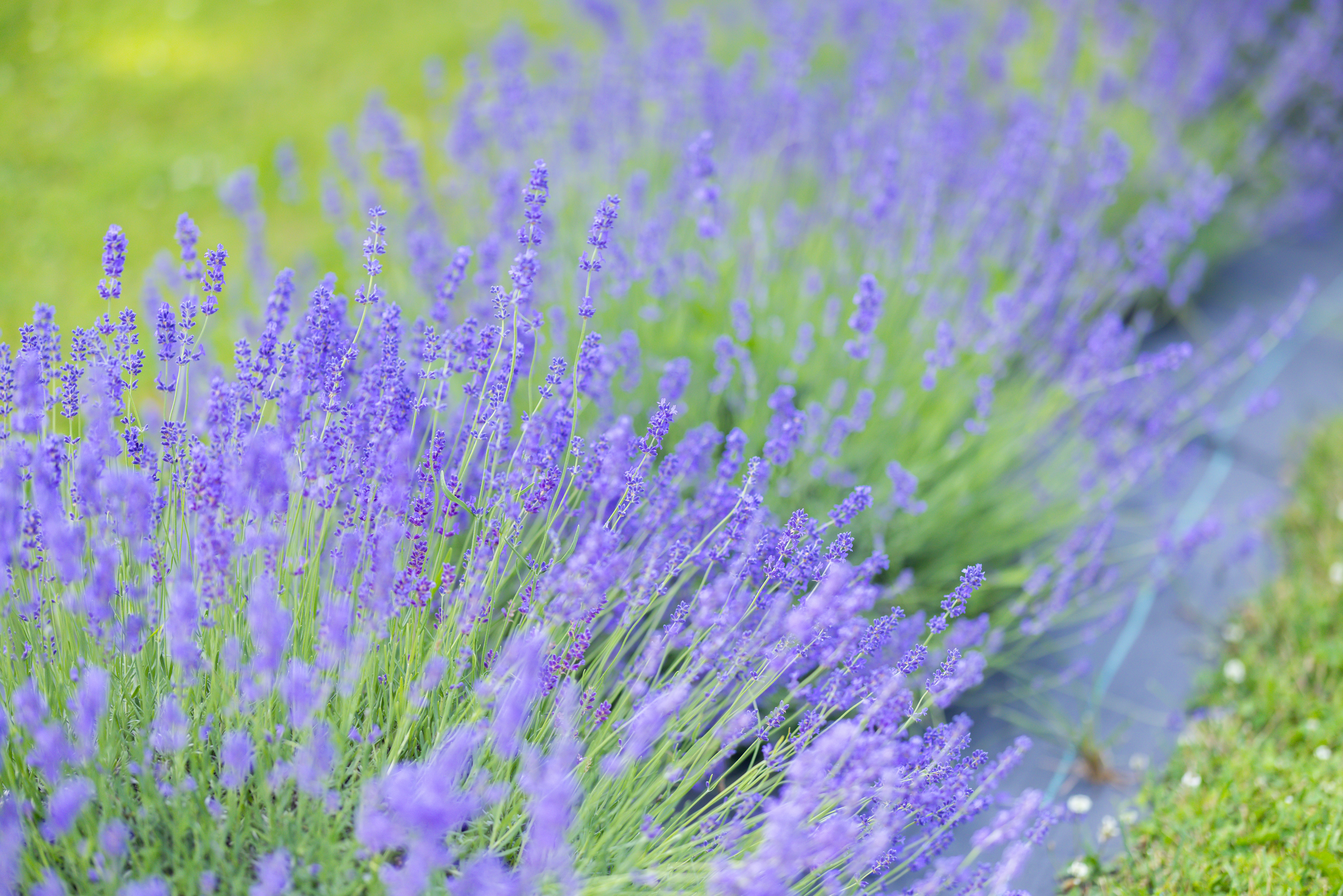 Lavender Aisle: Violets in the Evening Row