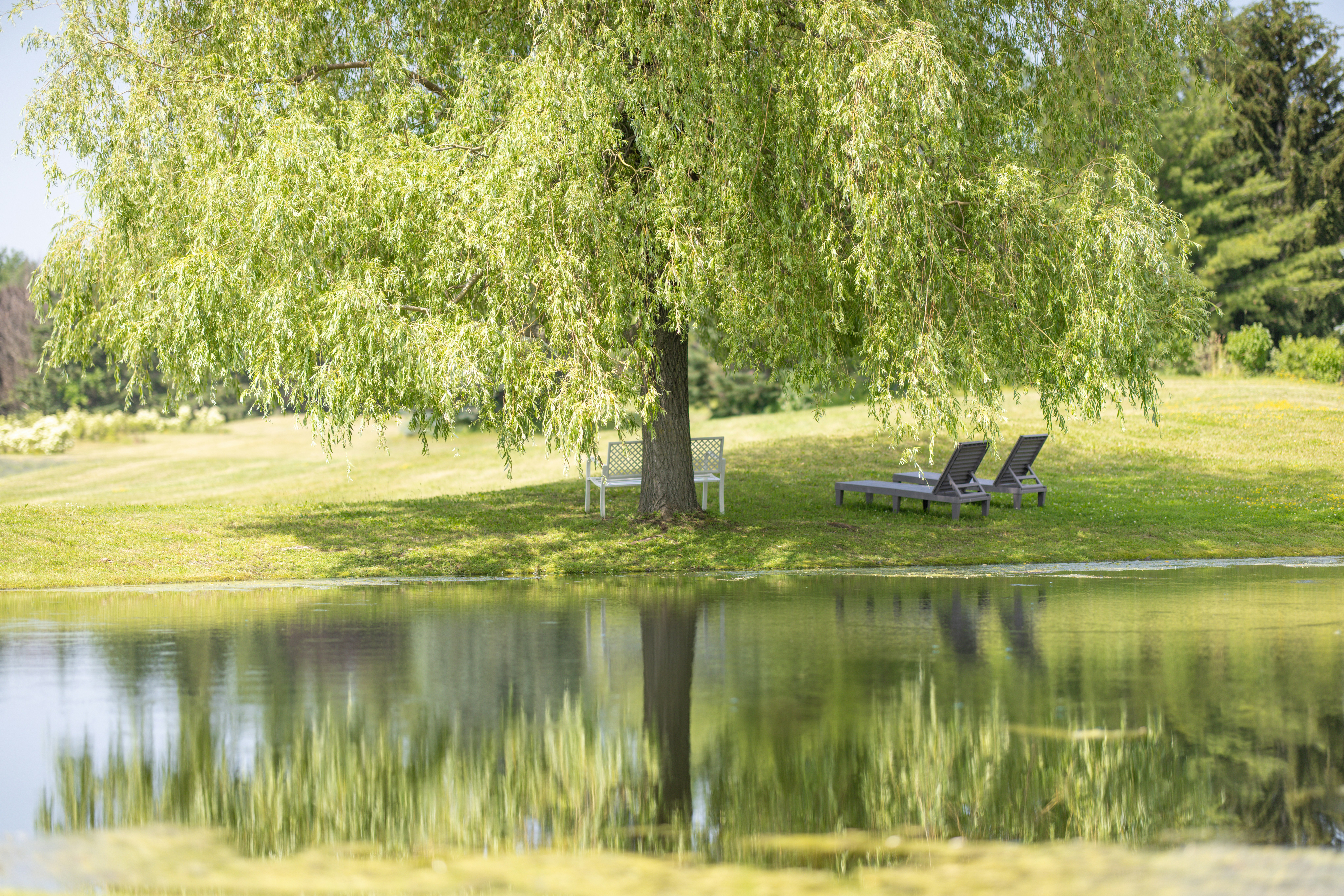 Calm park scene with a weeping willow overhanging a still pond and two lounge chairs on the grassy bank, mirrored in the water; a quiet moment by the water's edge.