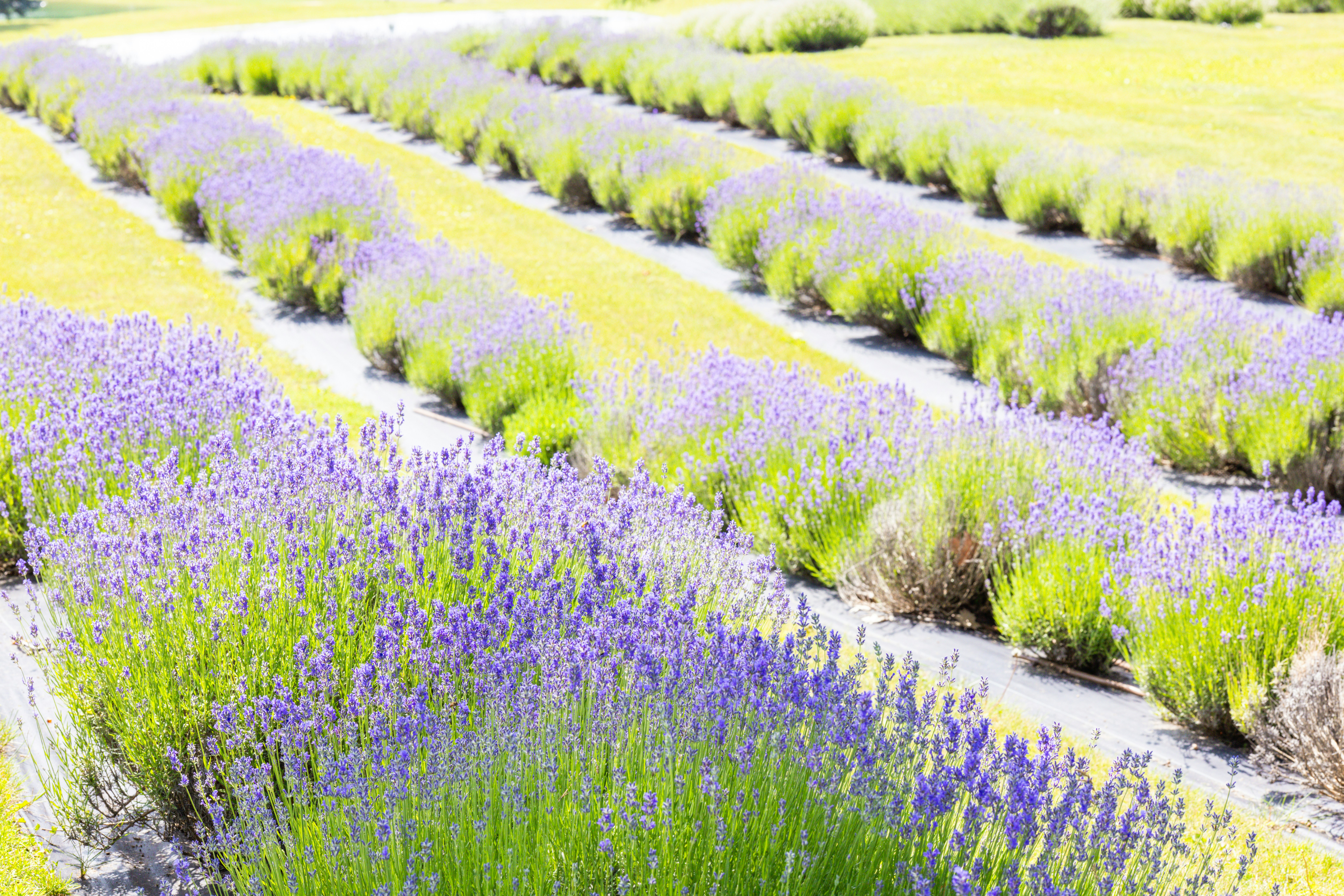 Lavender Rows under Bright Skies: A Sunlit Field of Purple Suitors