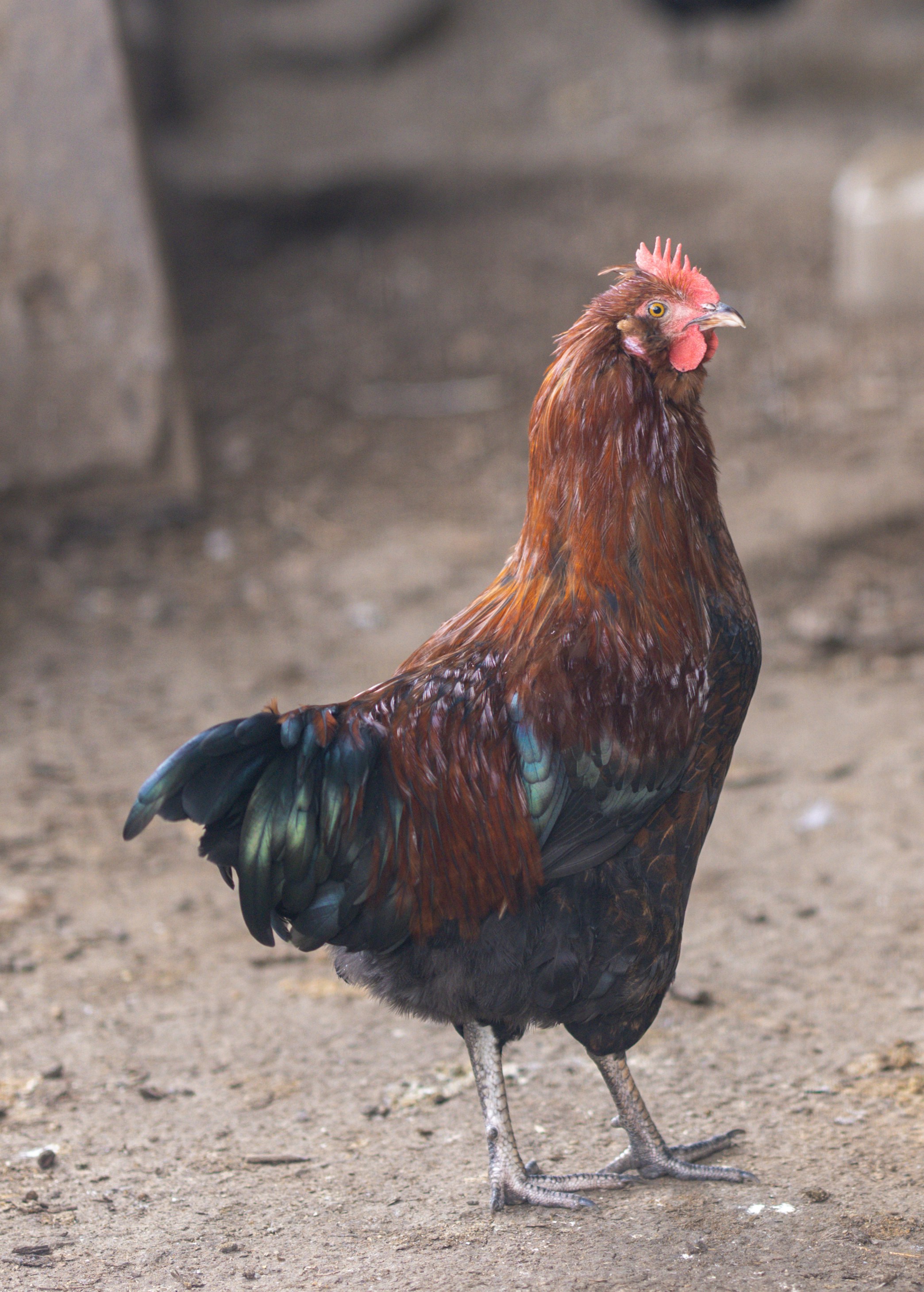 Portrait of a Rooster in Warm Light