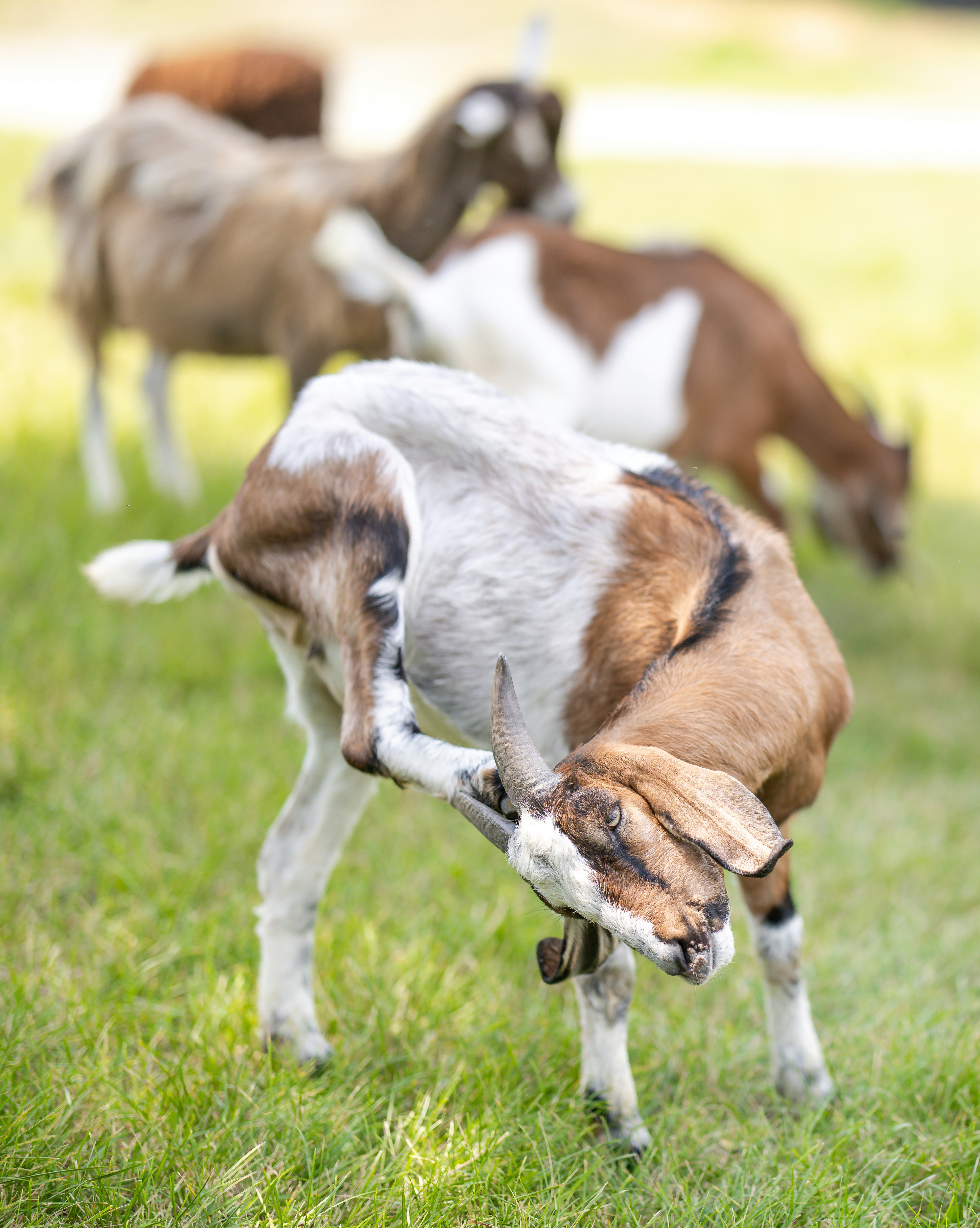 Curving Silhouette: A brown-and-white goat glances downward in a sunlit pasture