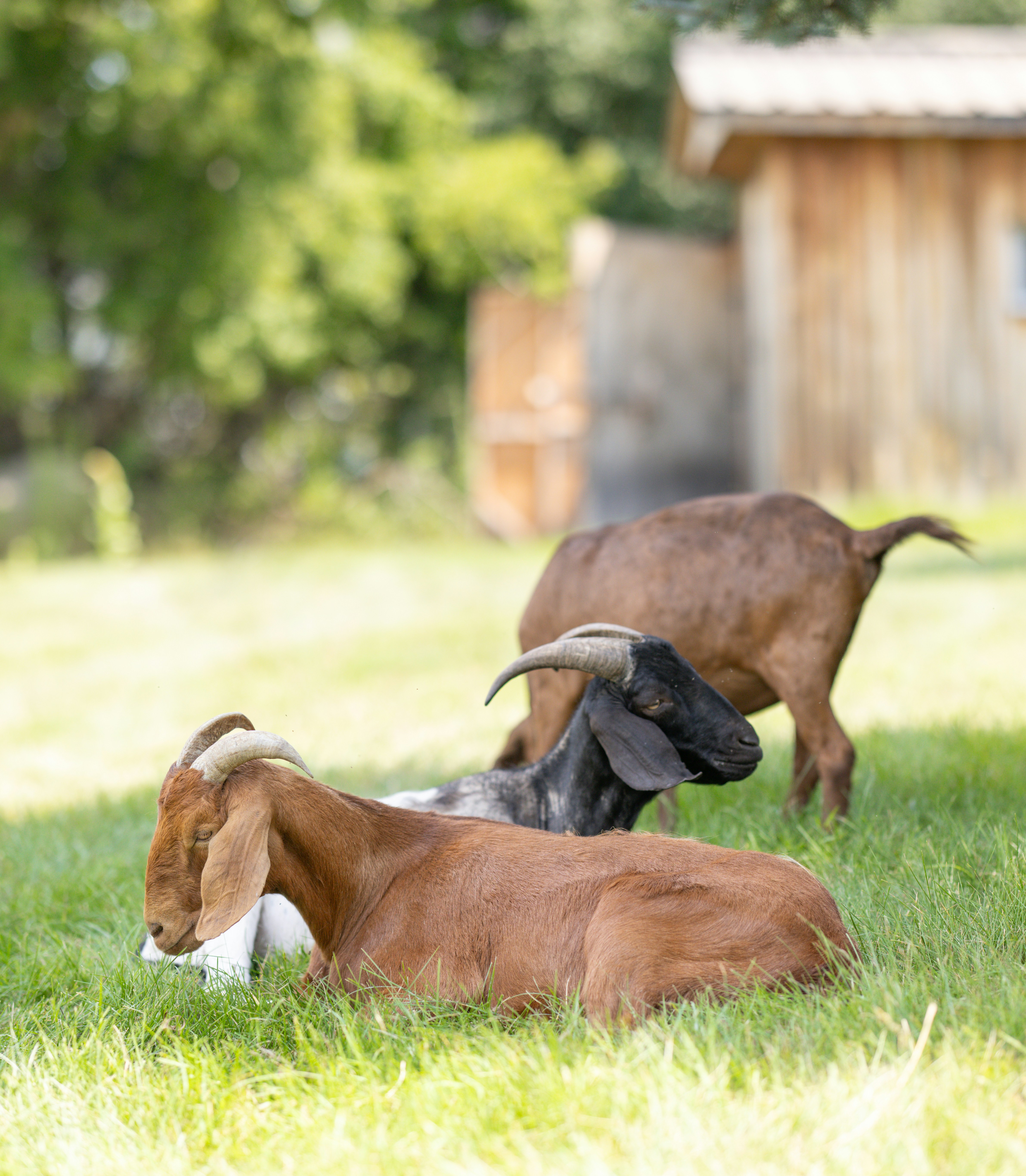 Sunlit Pasture Giants: Two Goats in a Quiet Farmyard