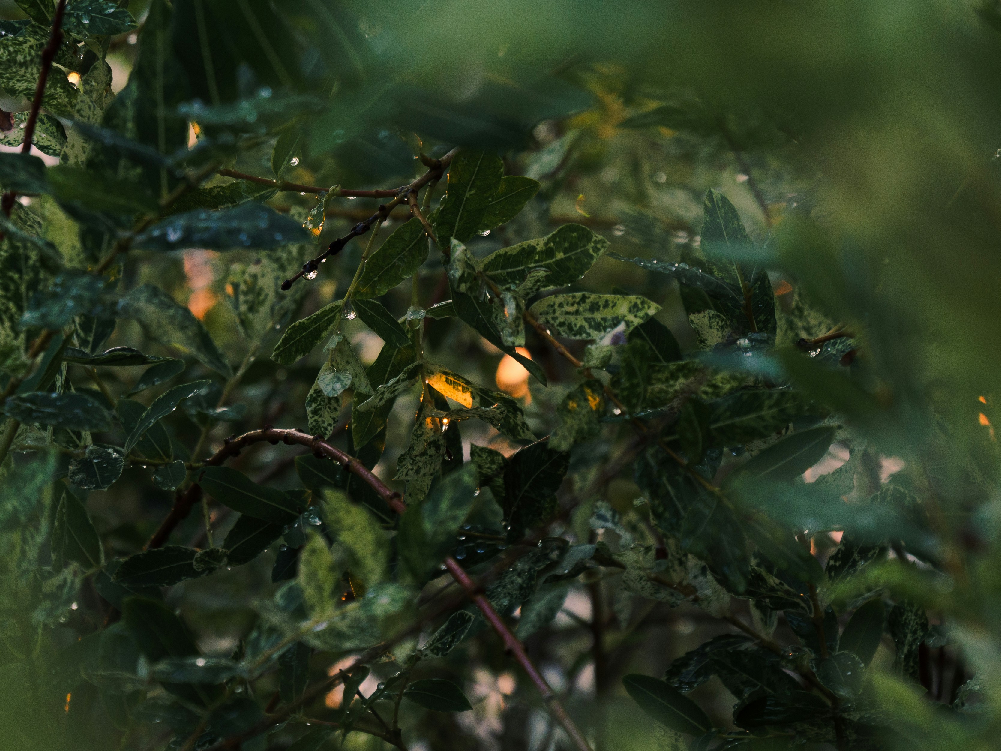 Photo by Phil Desforges with Panasonic Lumix G9