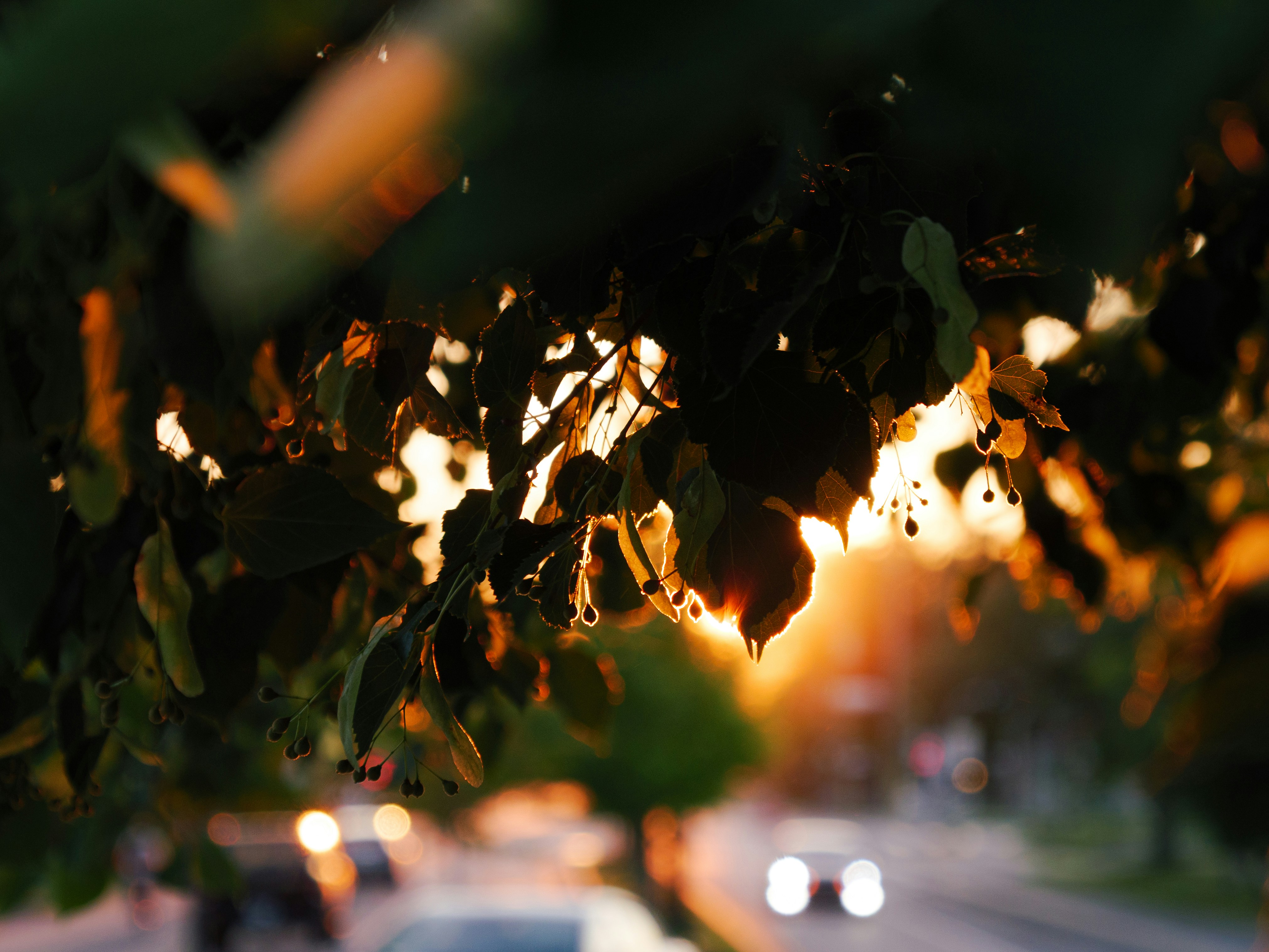 Photo by Phil Desforges with Panasonic Lumix G9
