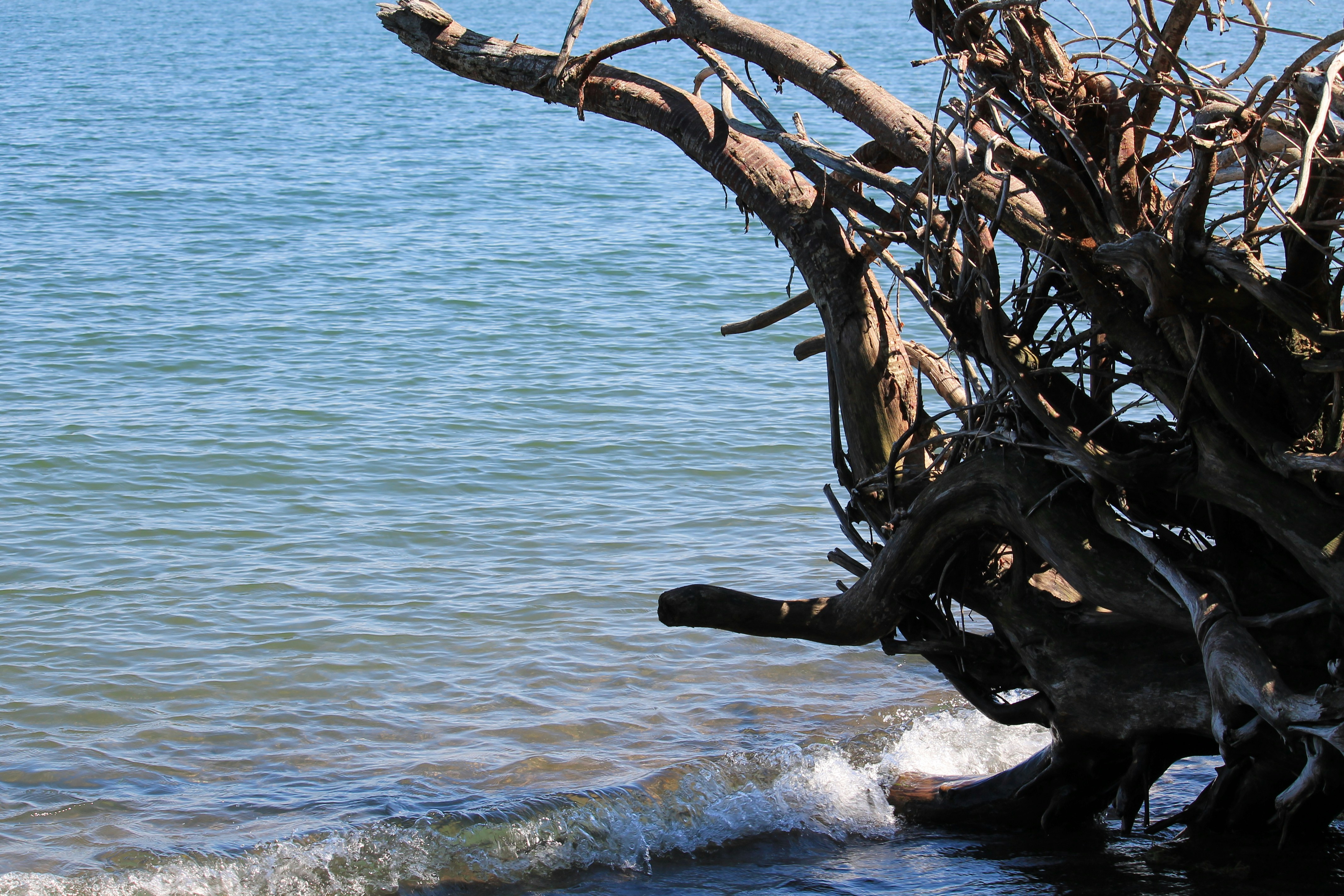 Driftwood Embrace: Shoreline Fractals and Tidal Light