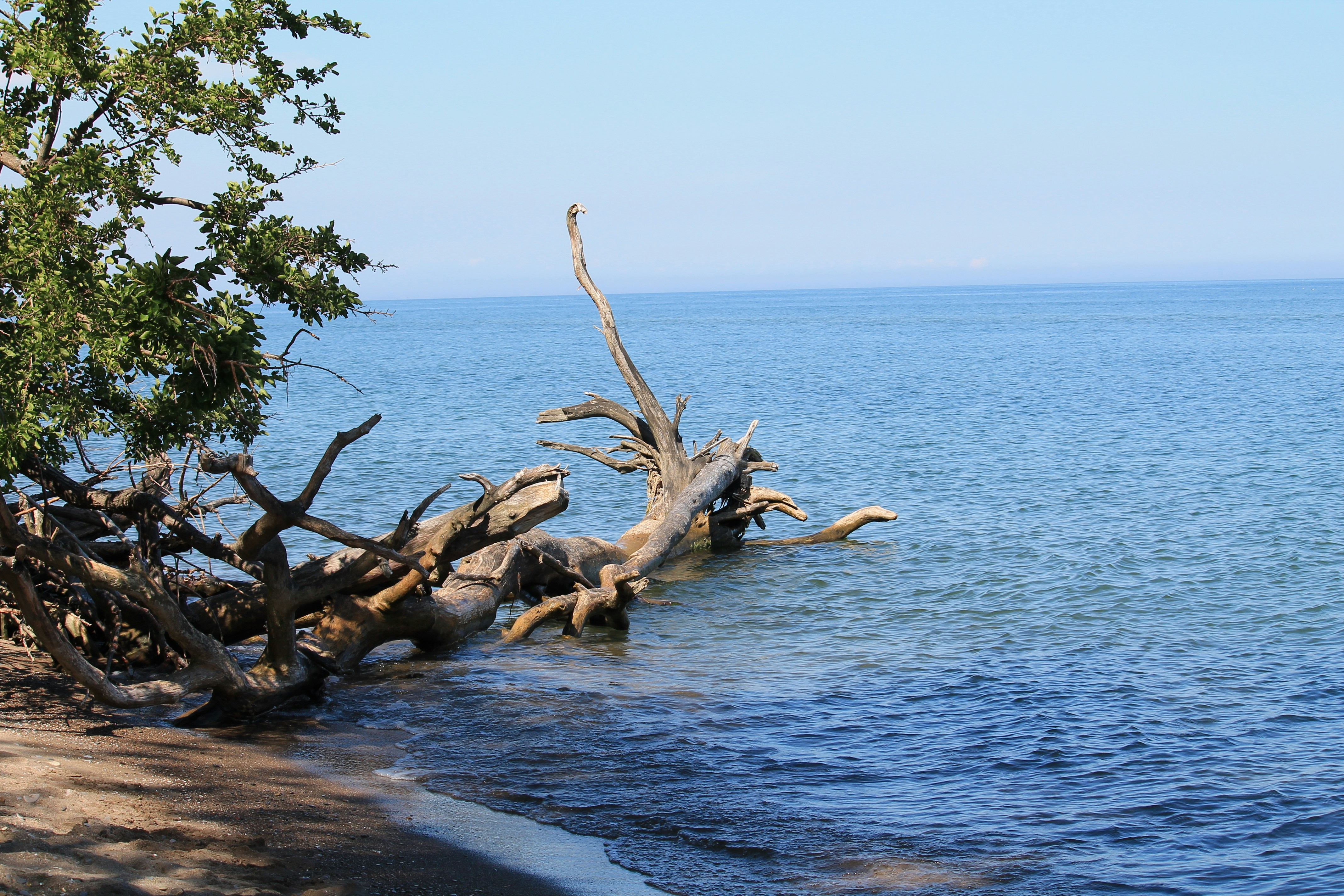Driftwood Sentinel at the Shoreline