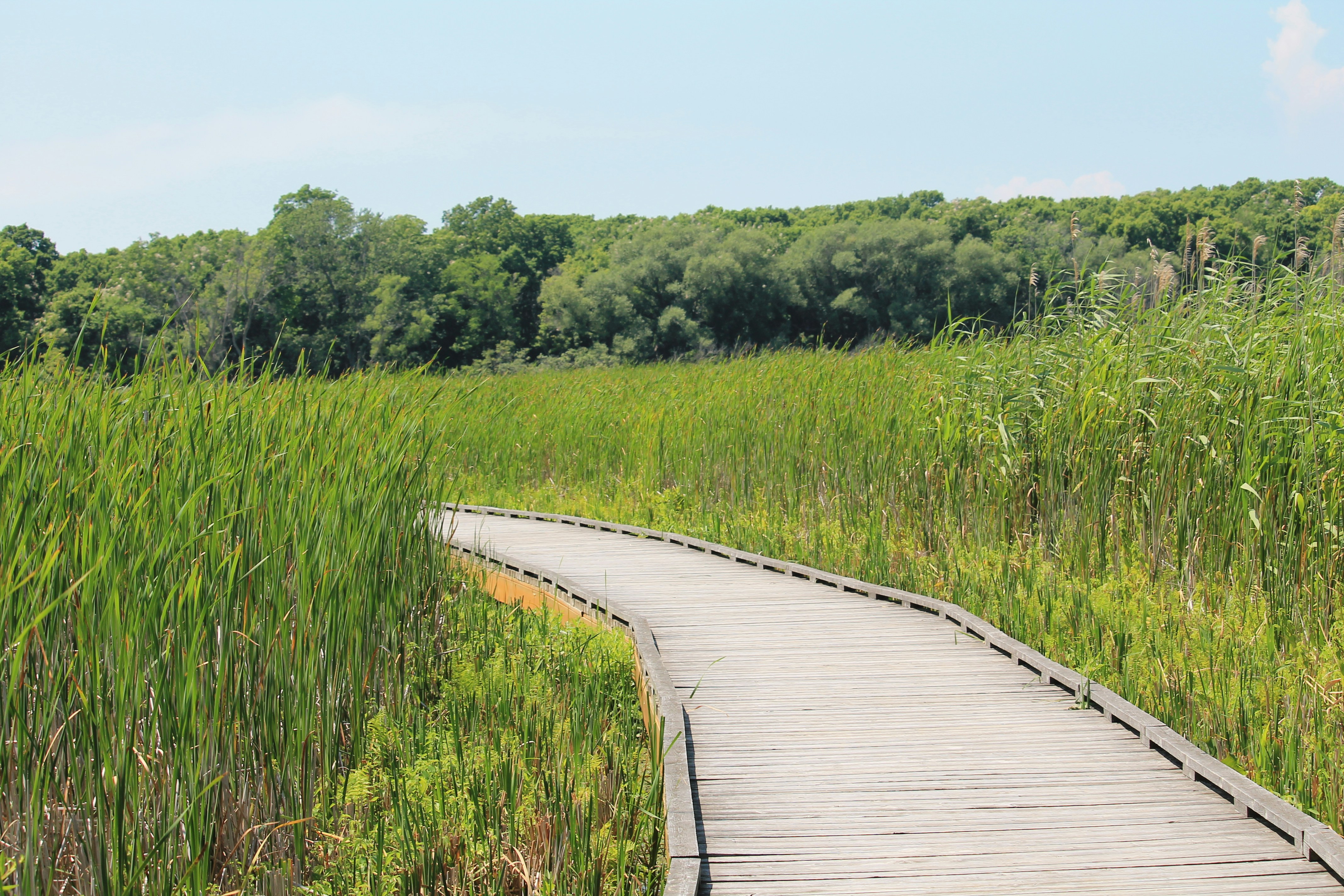 Wooden Boardwalk Traversing a Marsh Under Clear Skies