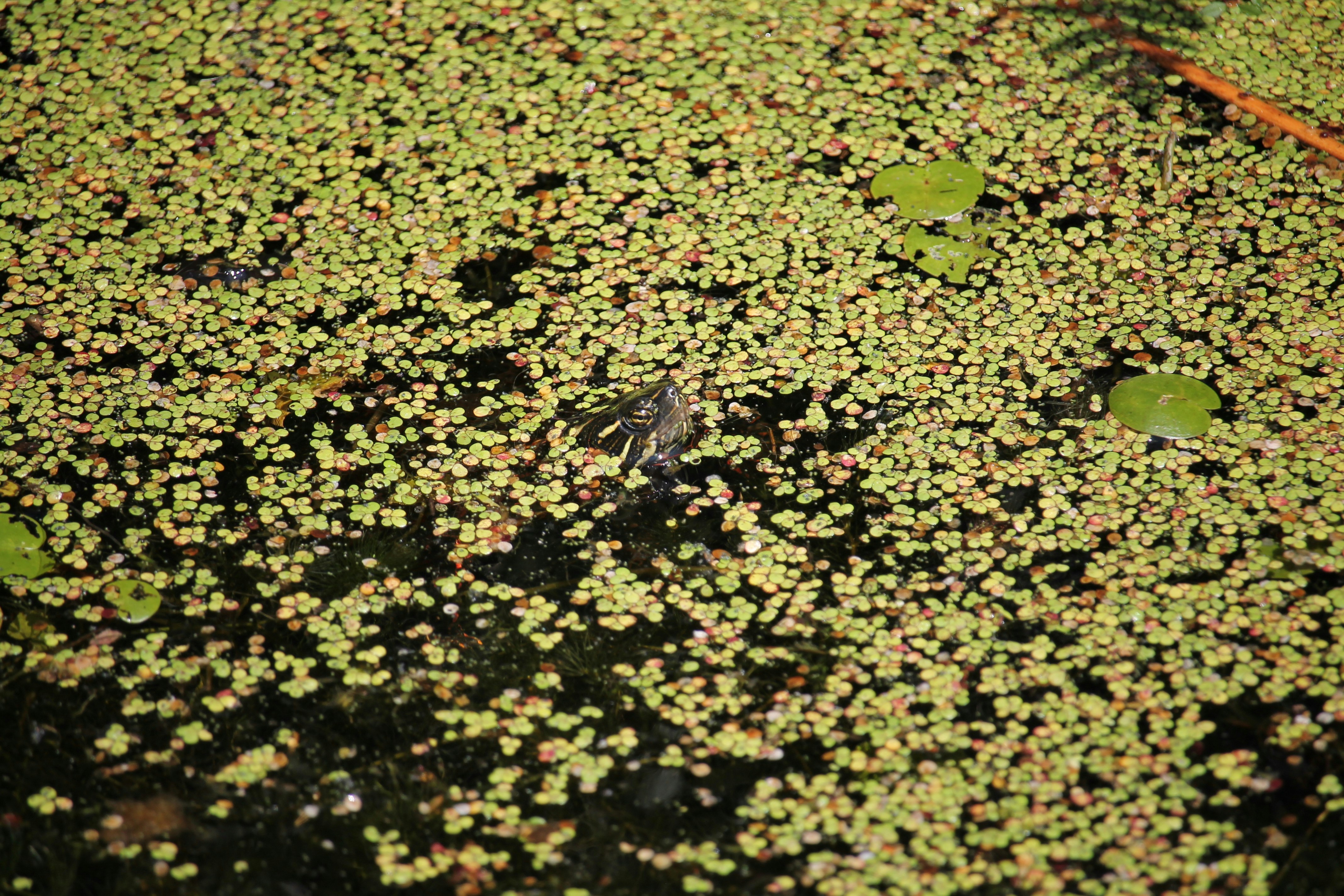 Hidden Amphibian Among a Sea of Duckweed