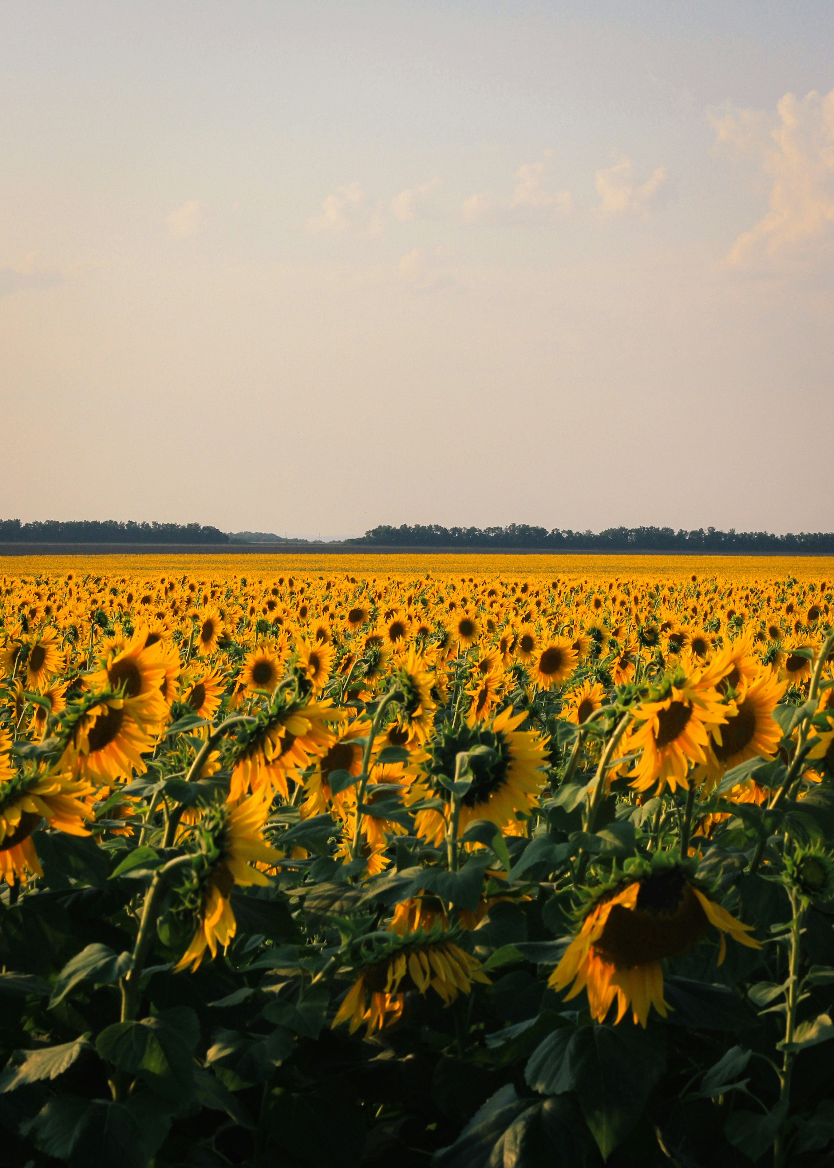 Sunflowers stretch to the horizon under a pale sky, bathed in warm light; a vast, sunlit field emphasizing natural color and texture. This is a photography capture of a field, not a drawing or logo.