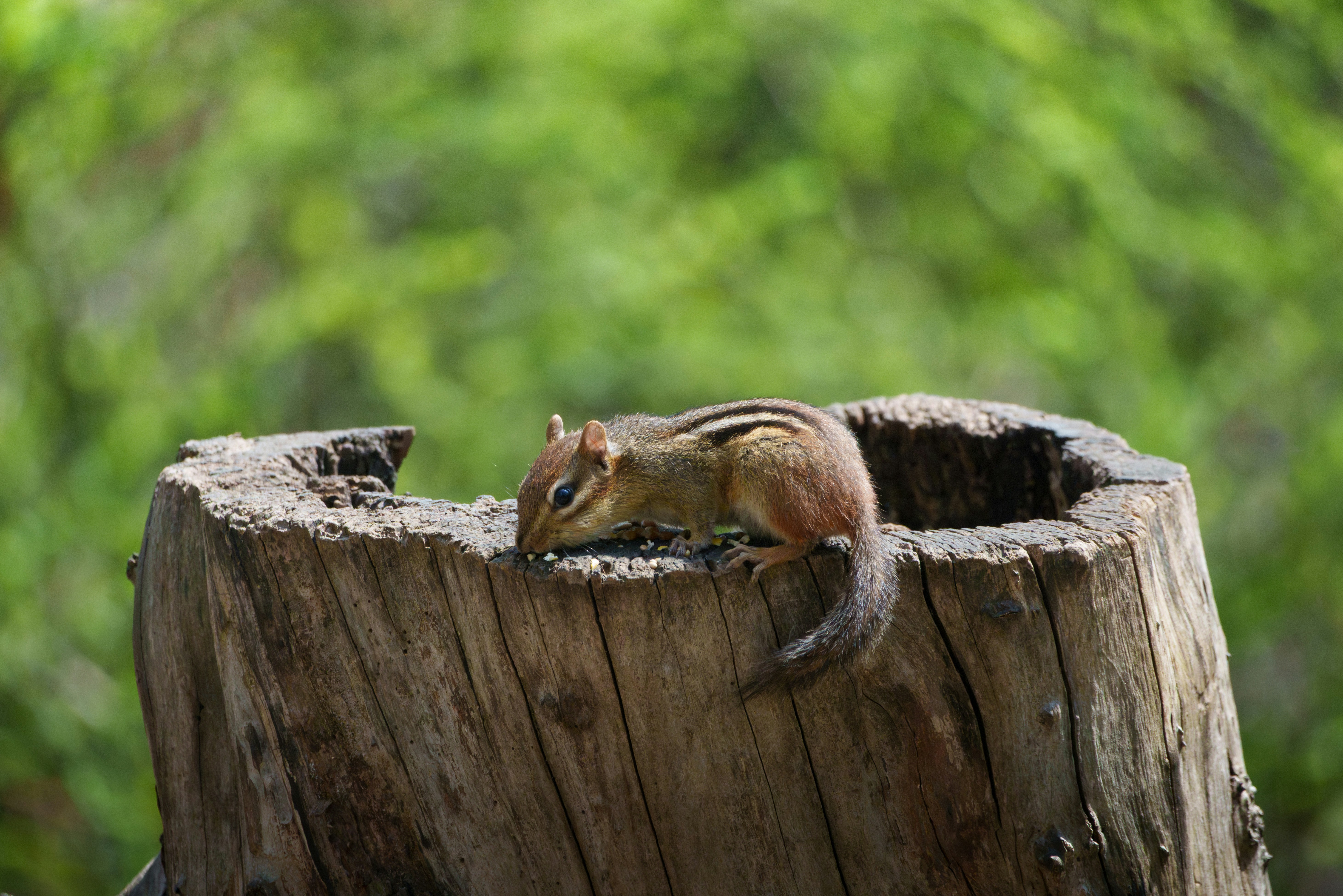 Small rodent perched on a rough tree stump, sunlight highlighting fur and a blurred green backdrop.