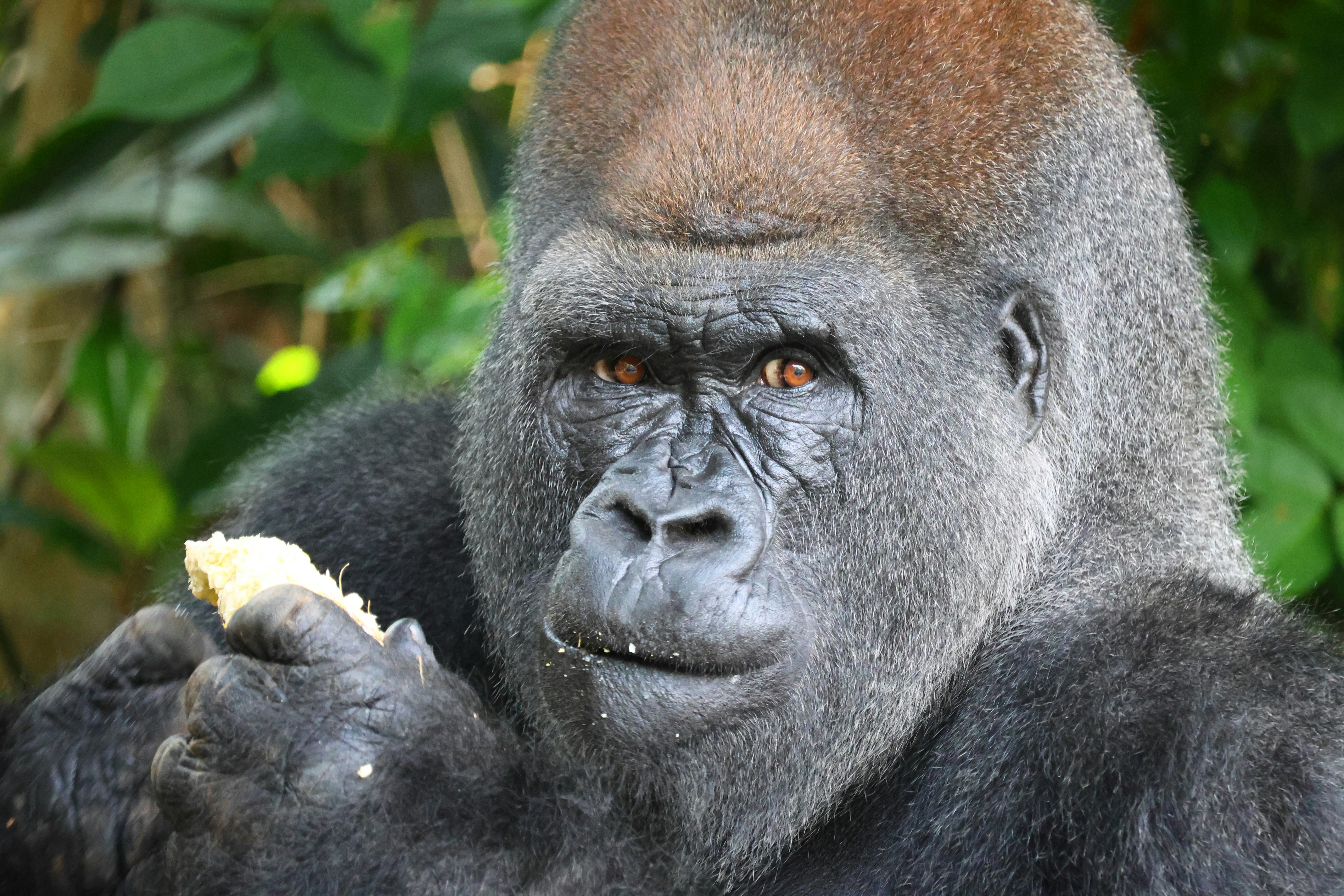 Quiet Concentration: A Gorillas's Bite of Bread