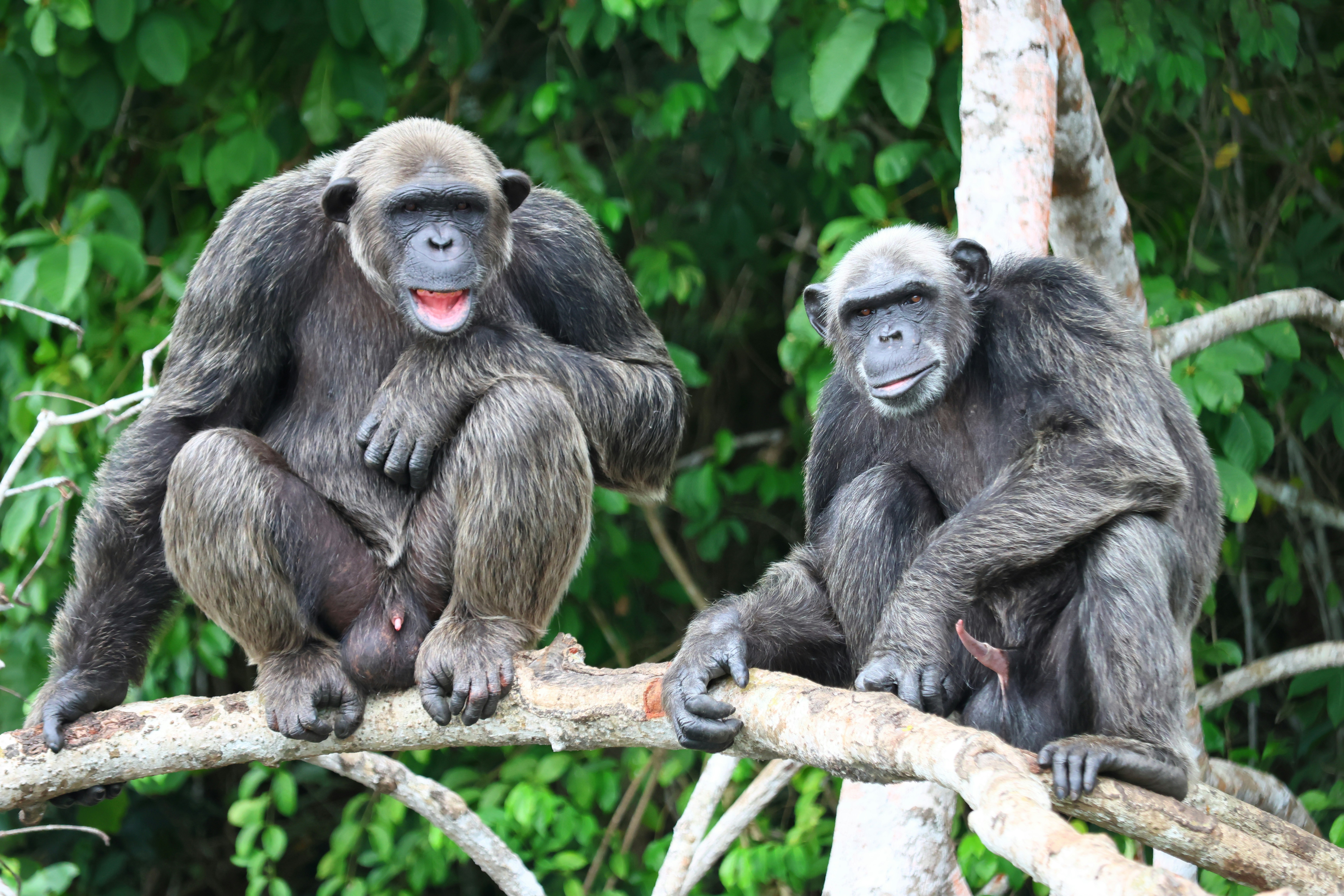 Two chimpanzees sit side by side on a sturdy branch with dense green foliage in the background, conveying a moment of calm observation. This is a naturalistic wildlife photograph.