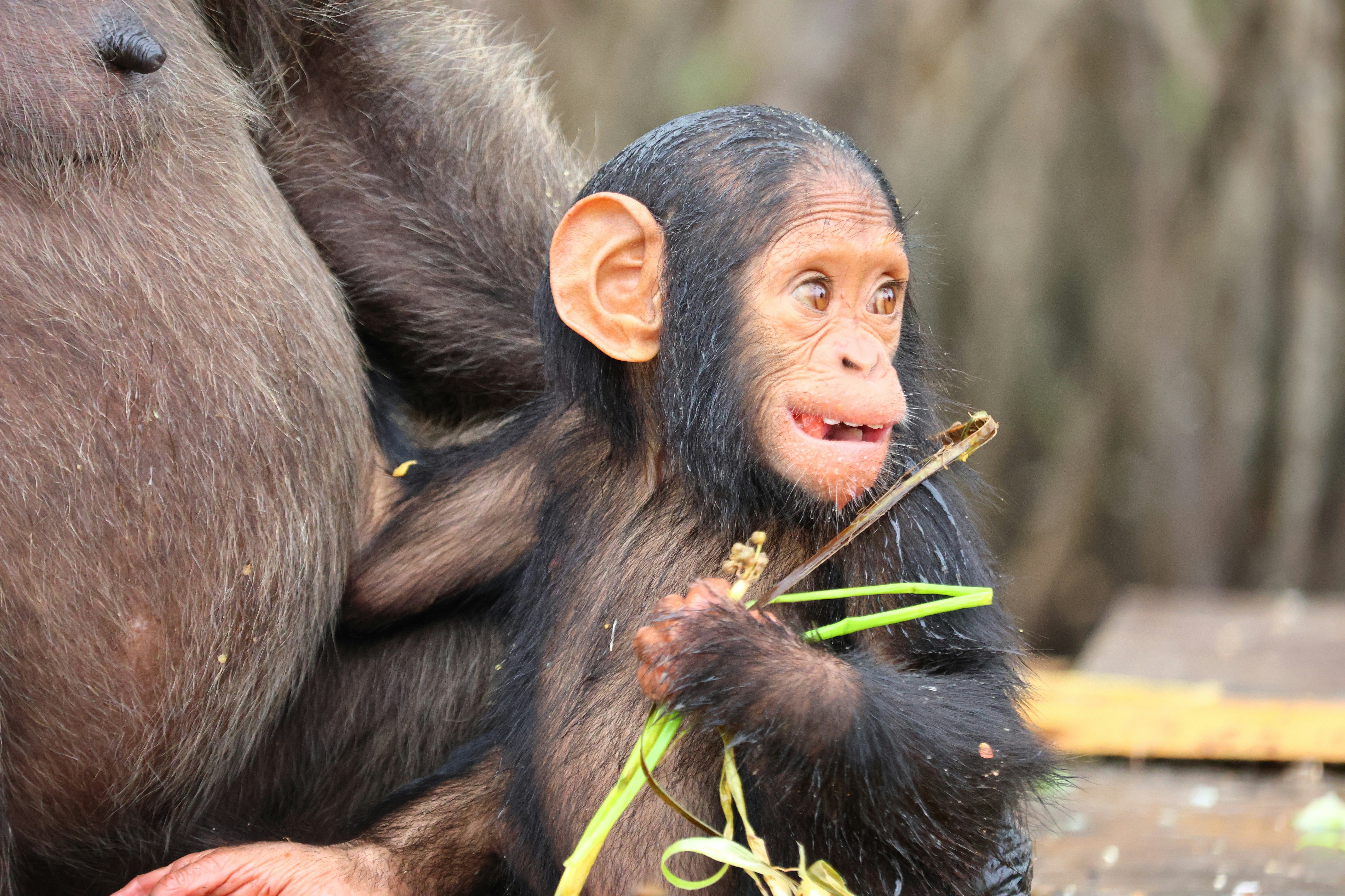 A young chimp holds a green blade while nestled beside a larger primate, its eyes bright and curious in a natural enclosure setting.