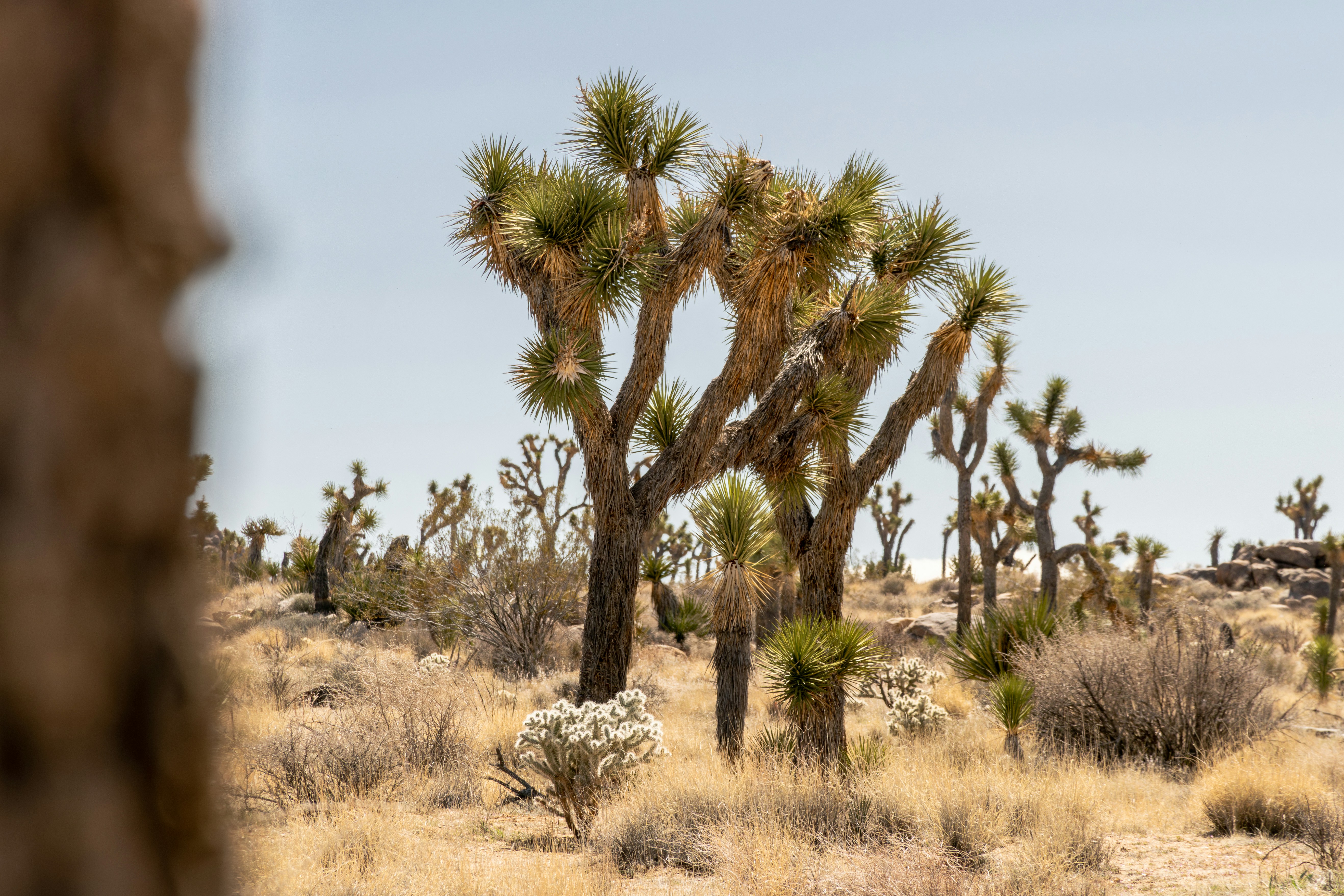 Desert Joshua Grove in Sunlit Dunes