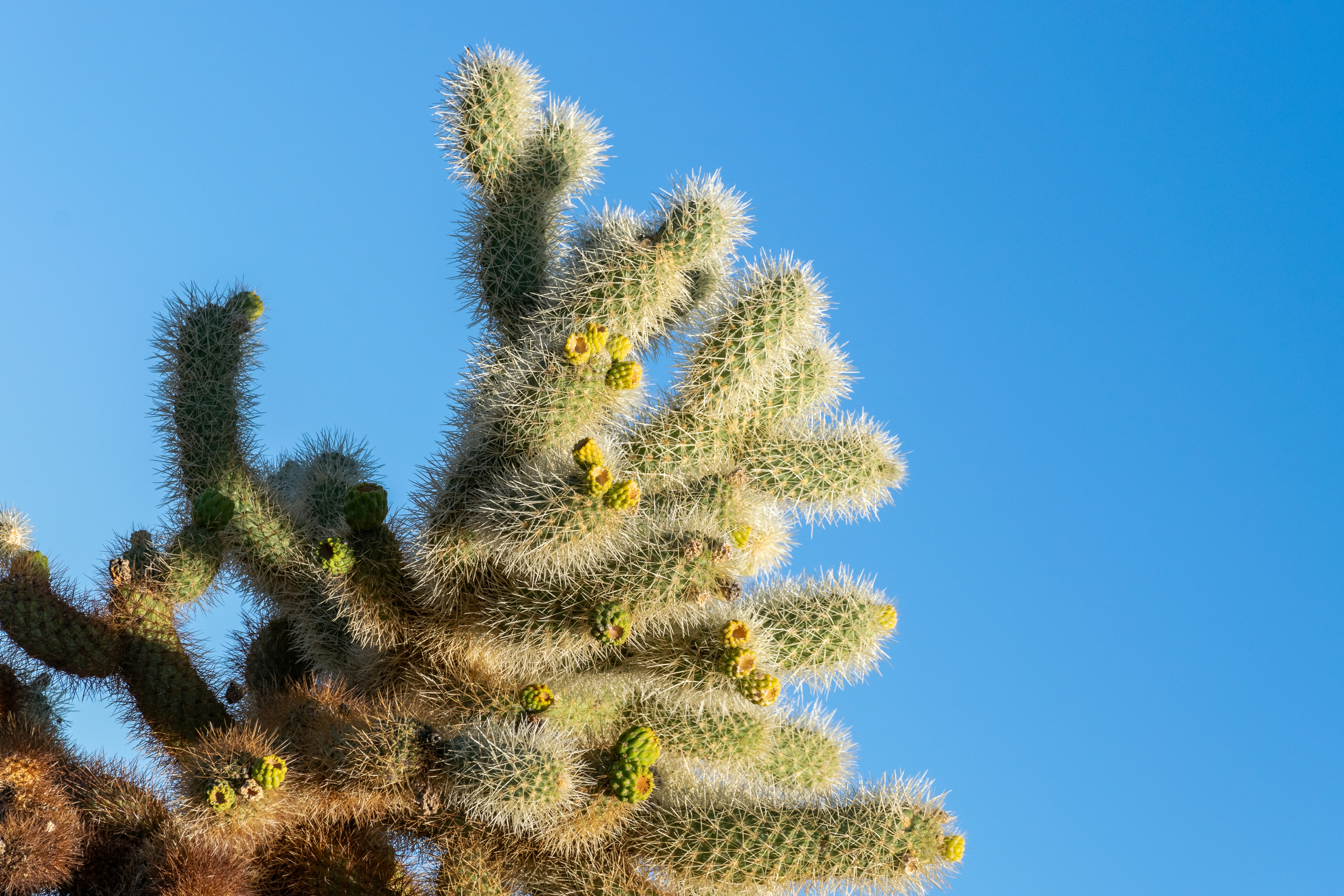 Cactus Arms Reaching into a Clear Desert Sky