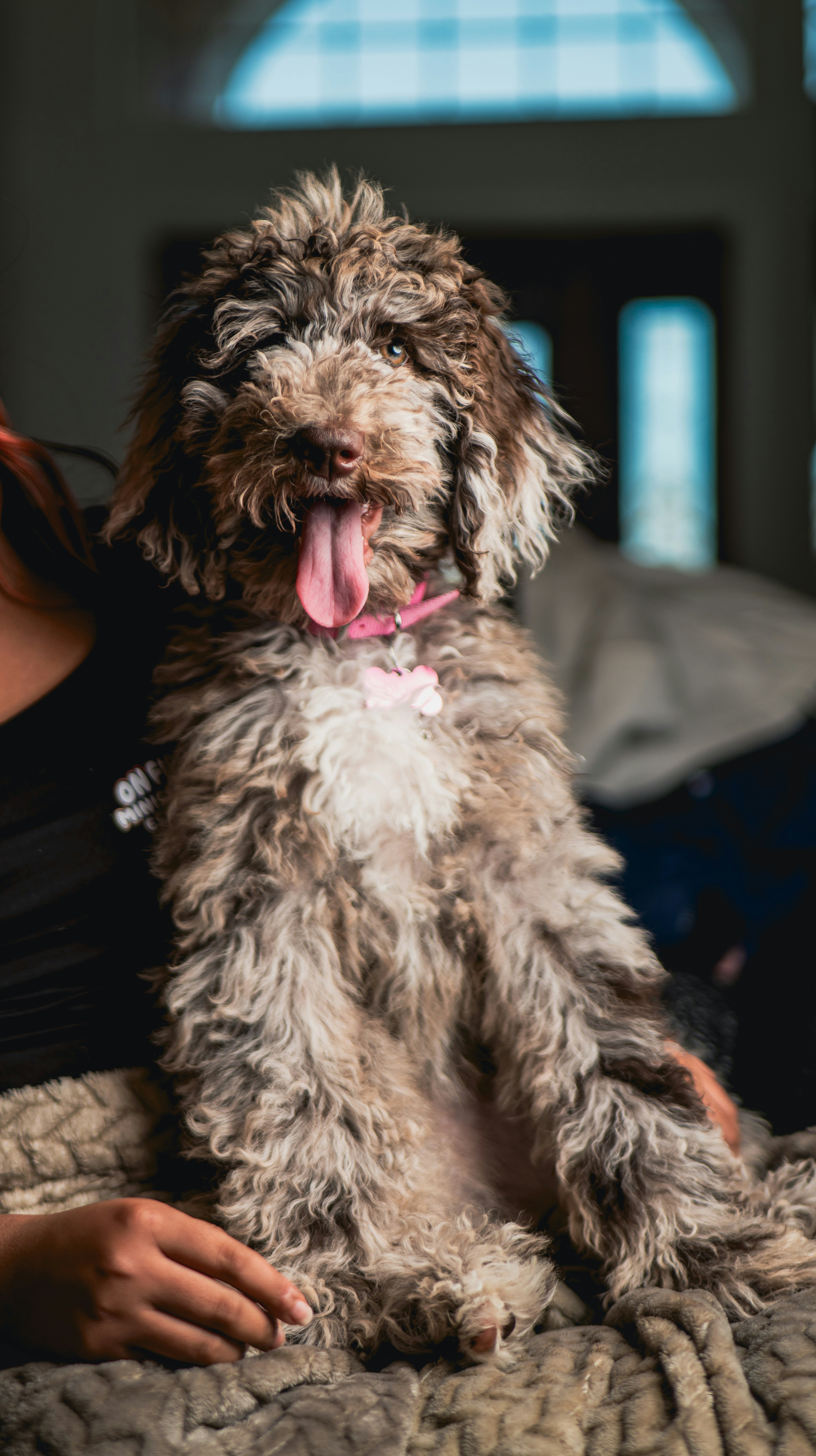 Joyful Froth: A fluffy pup with tongue playfully out