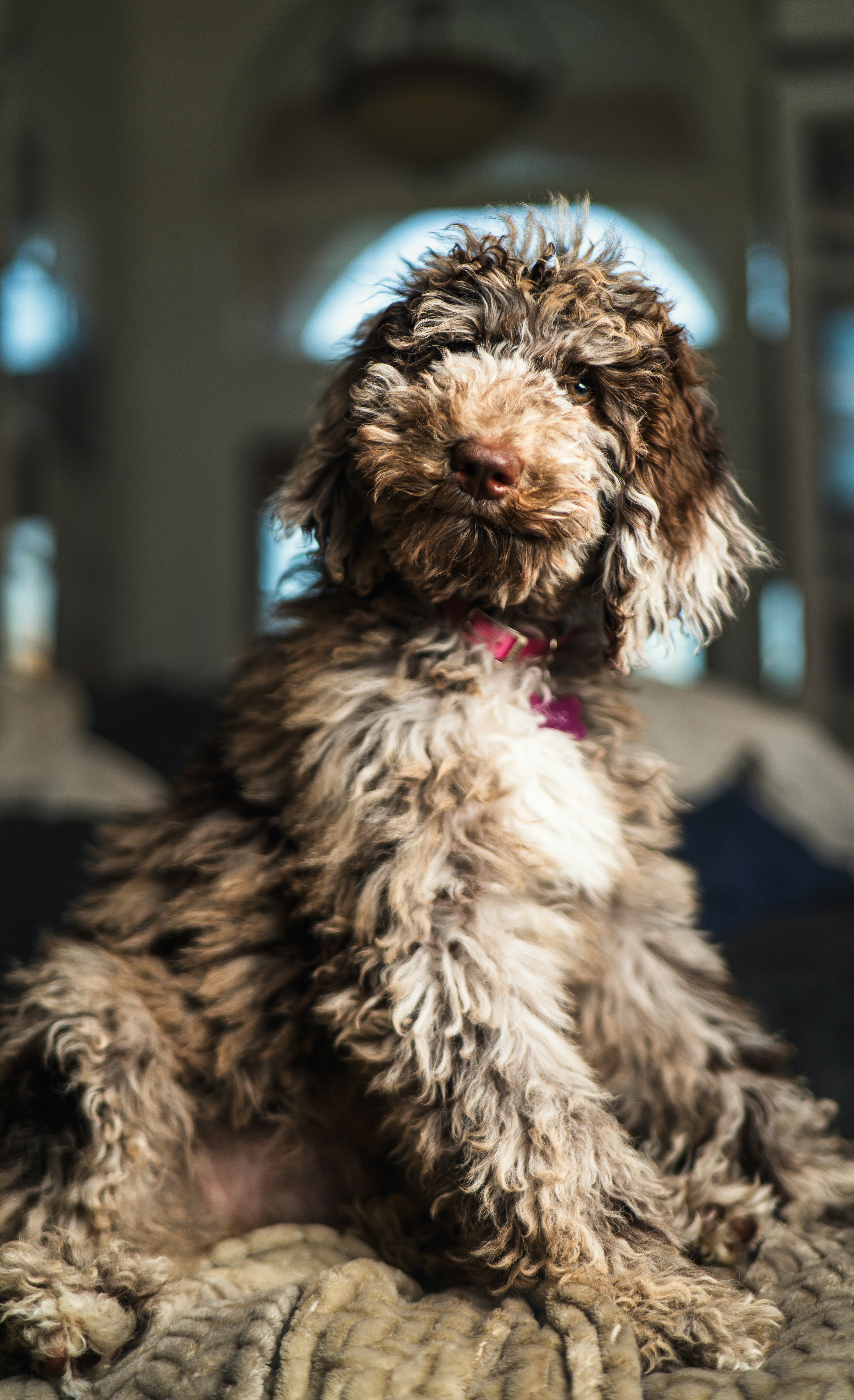 Curious Pup in a Sunlit Living Room
