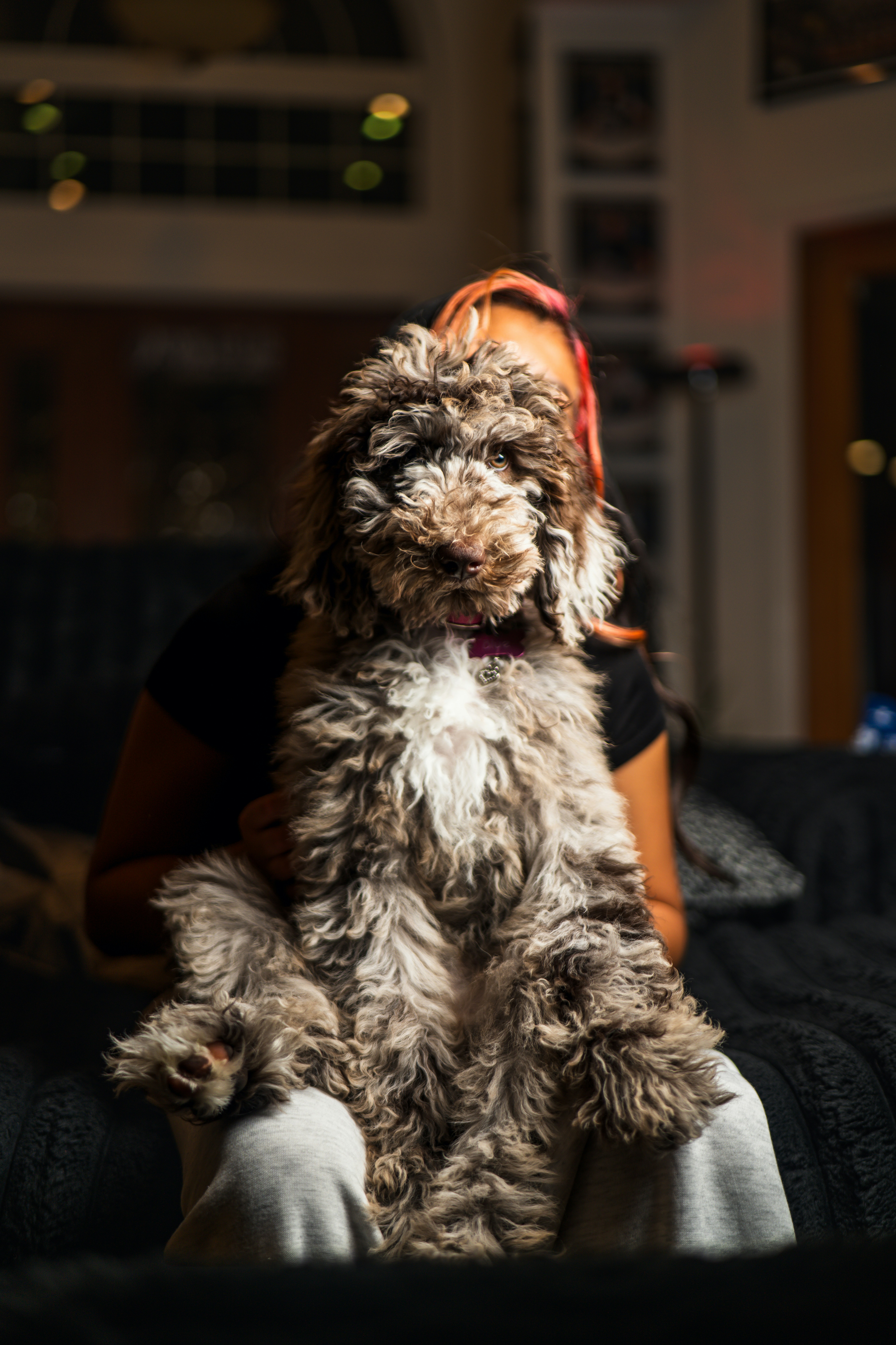 Hug Like a Quiet Moment: A Dappled Dog and Owner in Living Warmth
