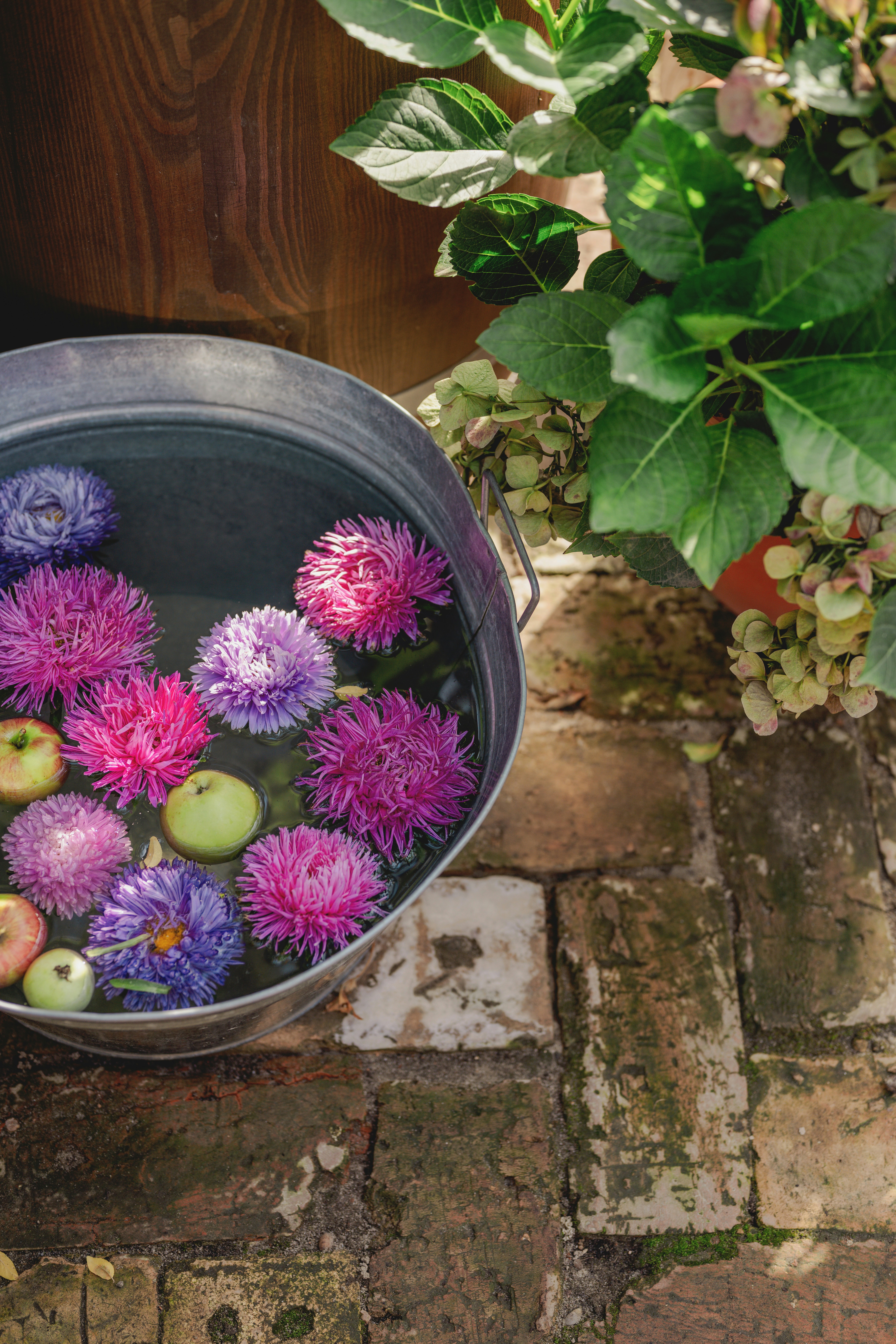 Blooming Hydrangea-Bucket Quietly Framing a Garden Courtyard