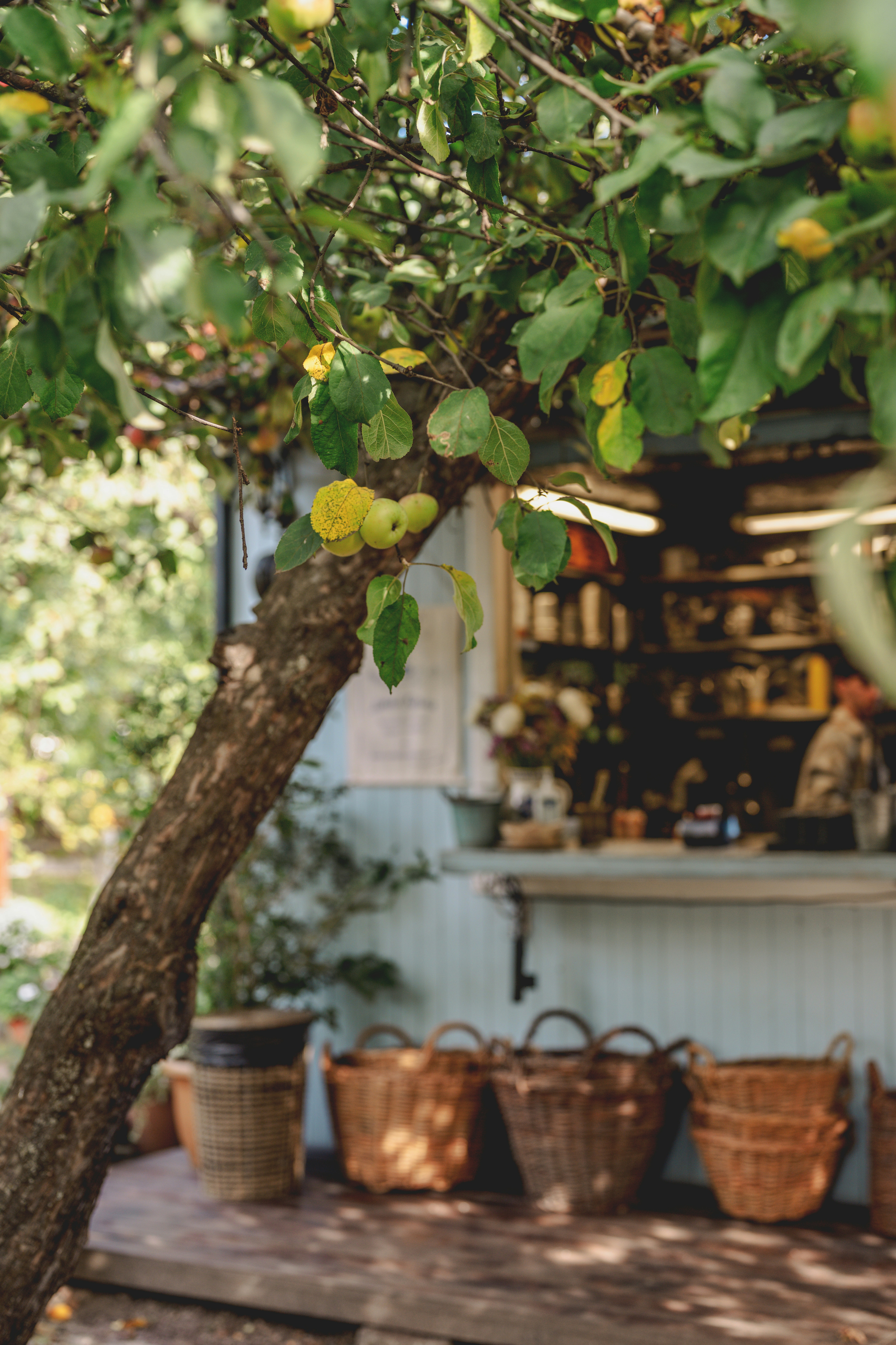 Lemon Tree Overhang at a Quiet Café Window
