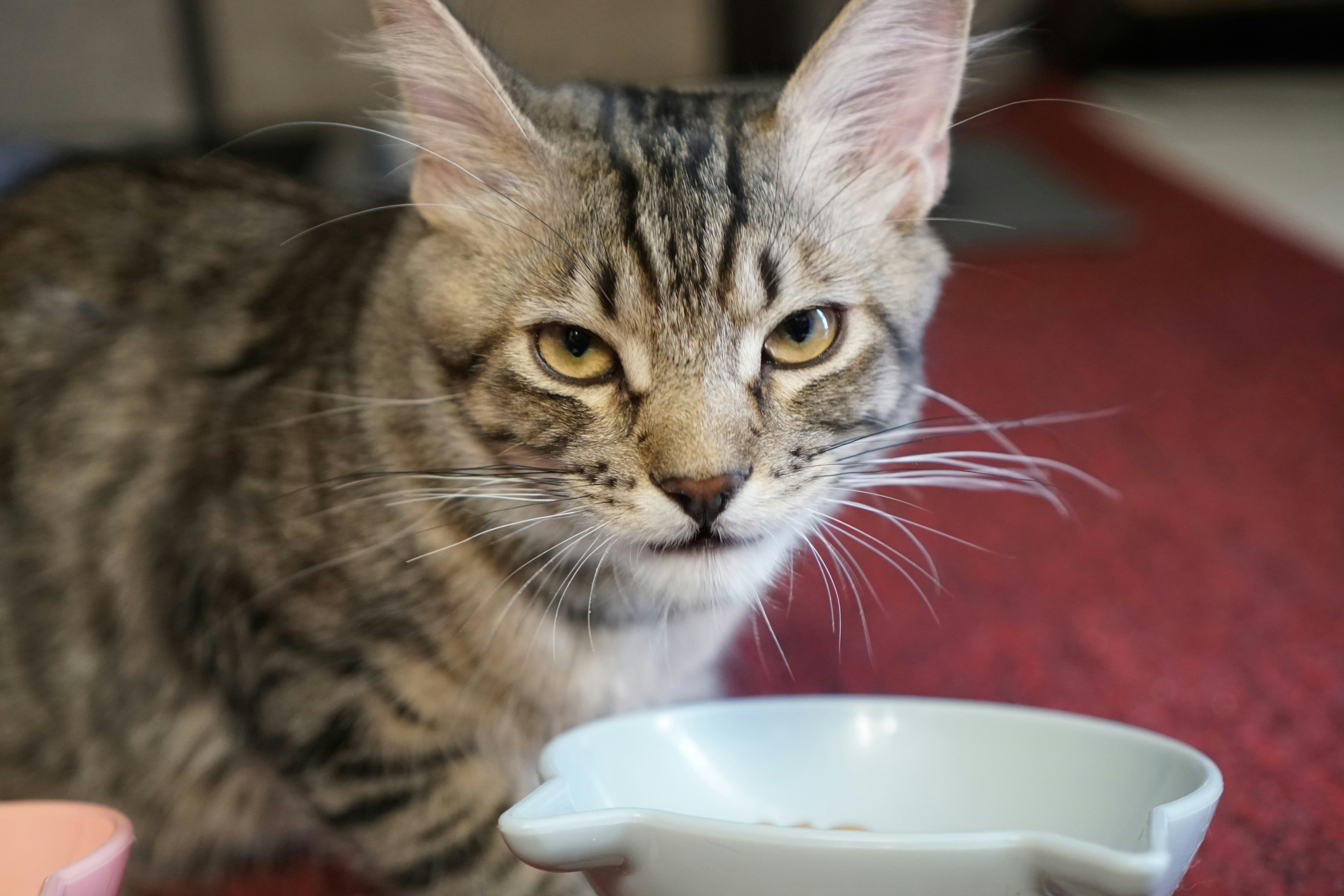 Direct Gaze: A Curious Cat Pausing by a White Bowl