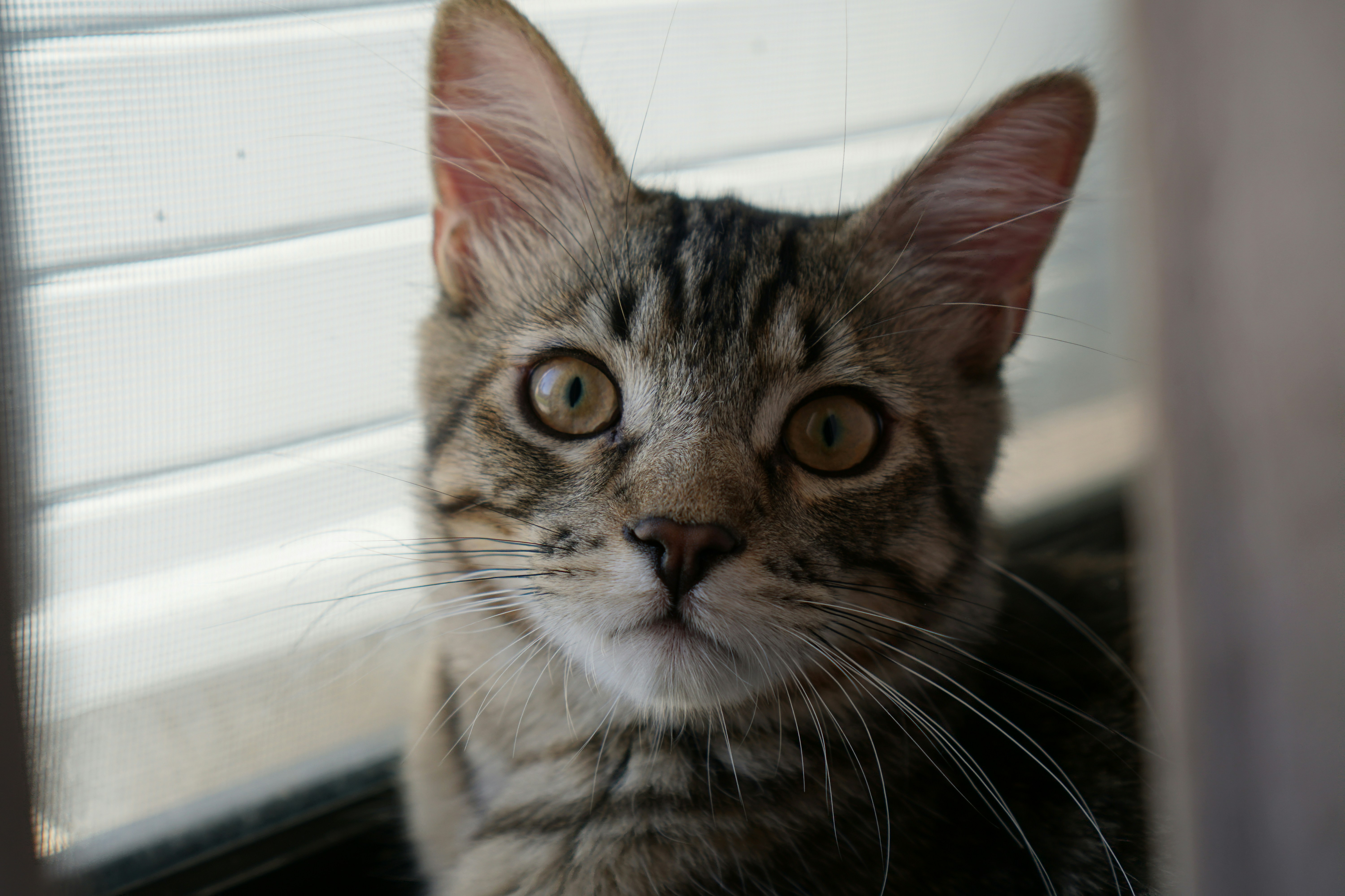Curious Whiskers at Window Light