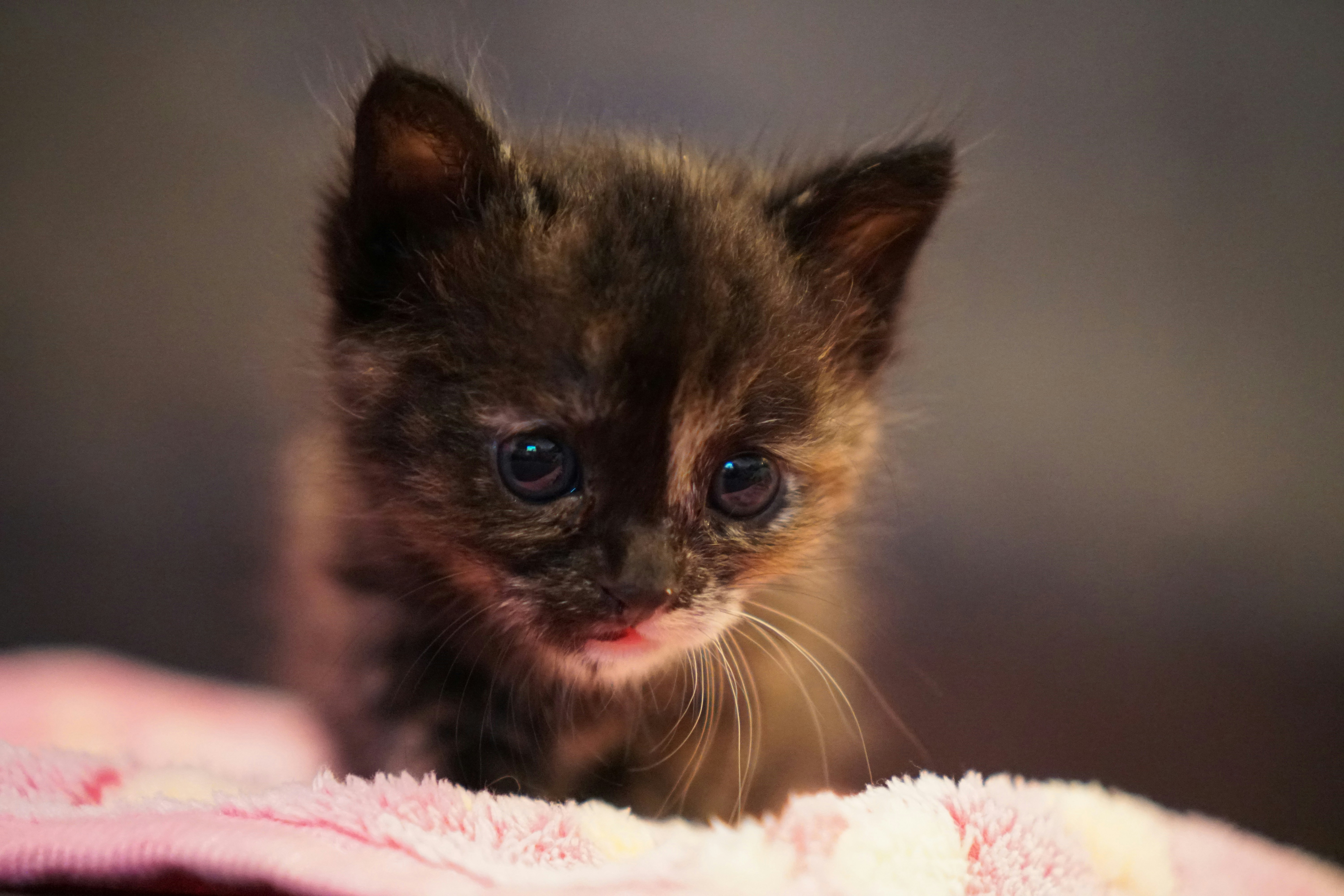 Tiny Bengal Kitten Dawn: Curious Gaze Over Pink Blanket