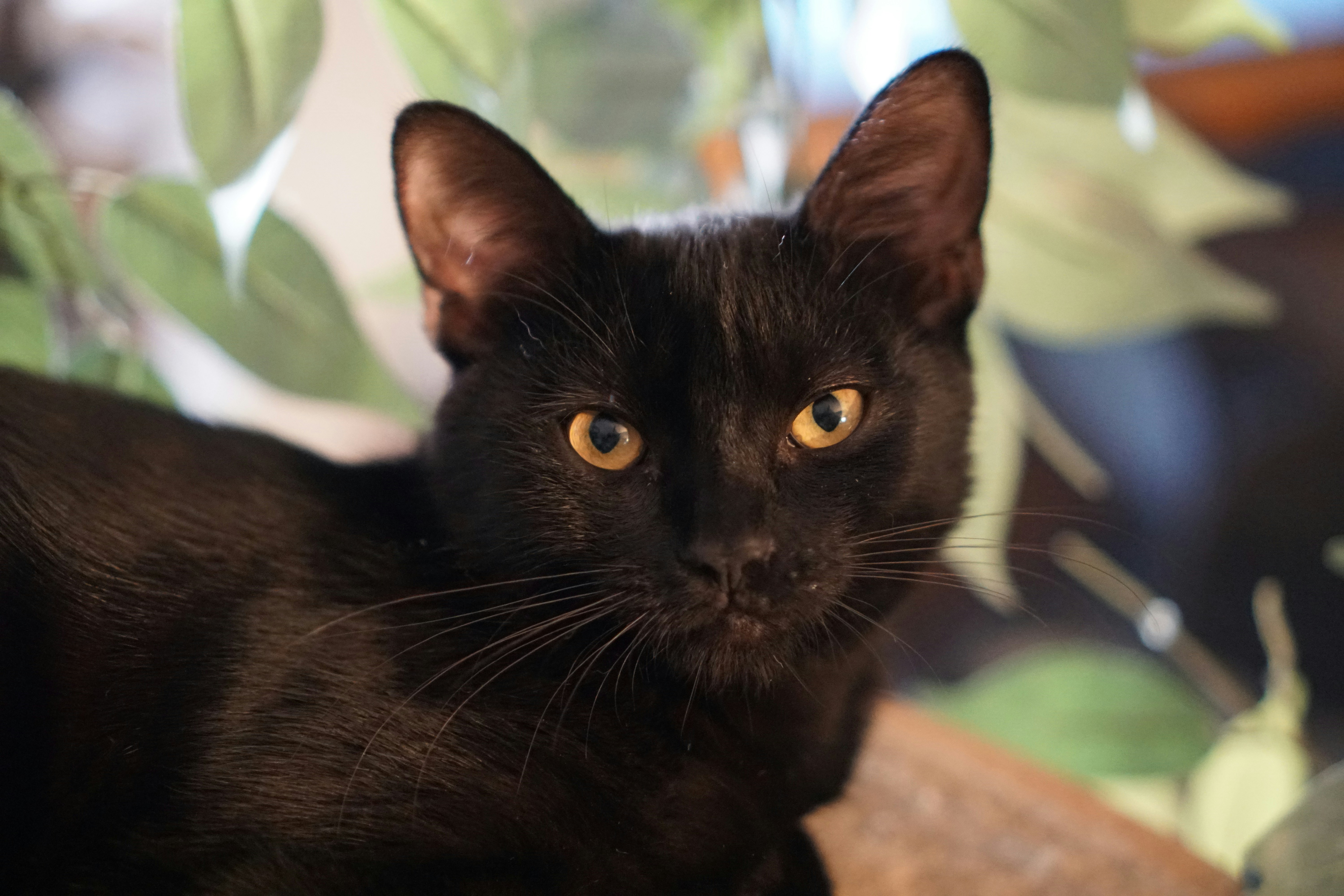 Midnight Gaze: A Black Cat Anchored by Golden Eyes