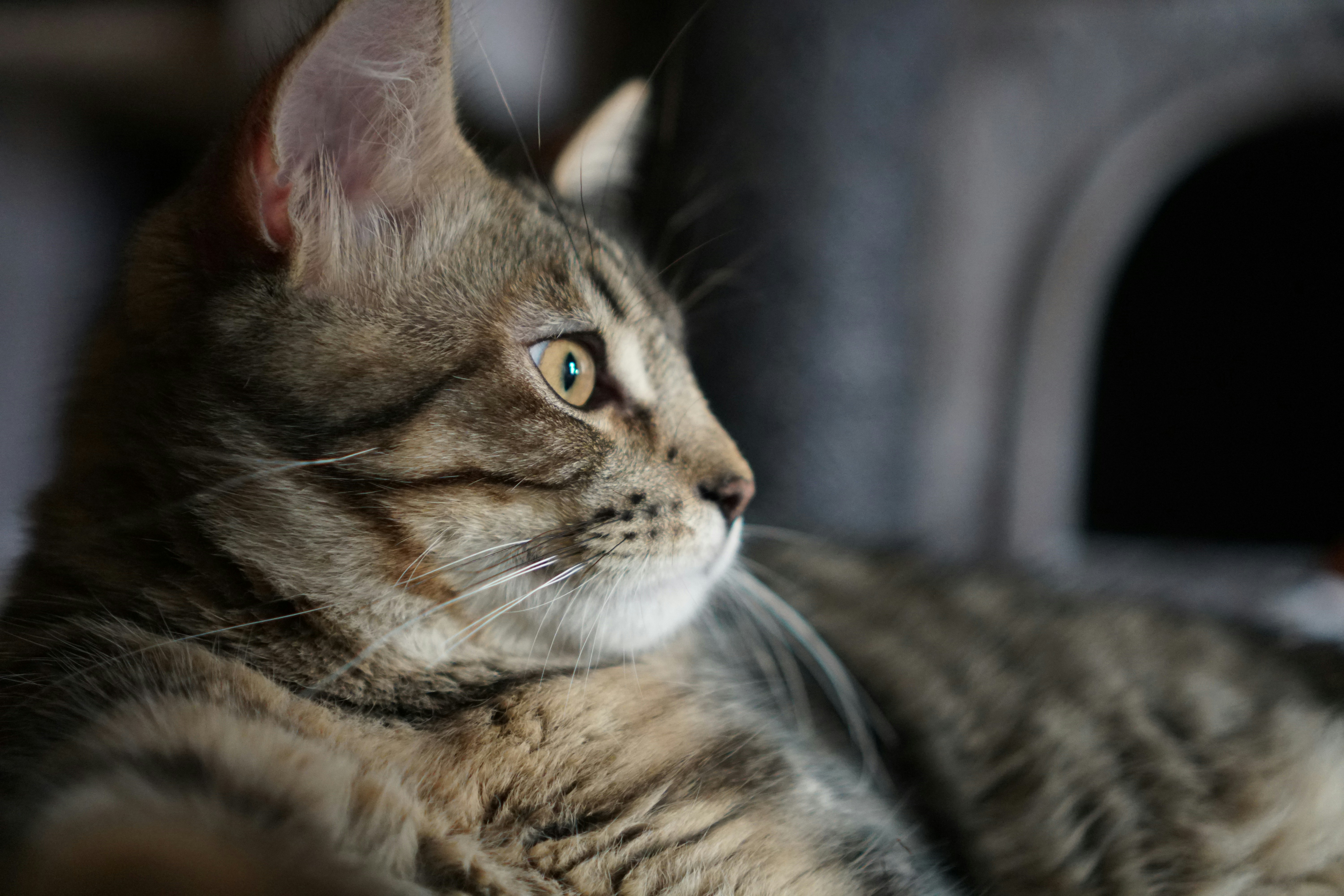Profile of a Cat: Focused Gaze and Gentle Fur Details