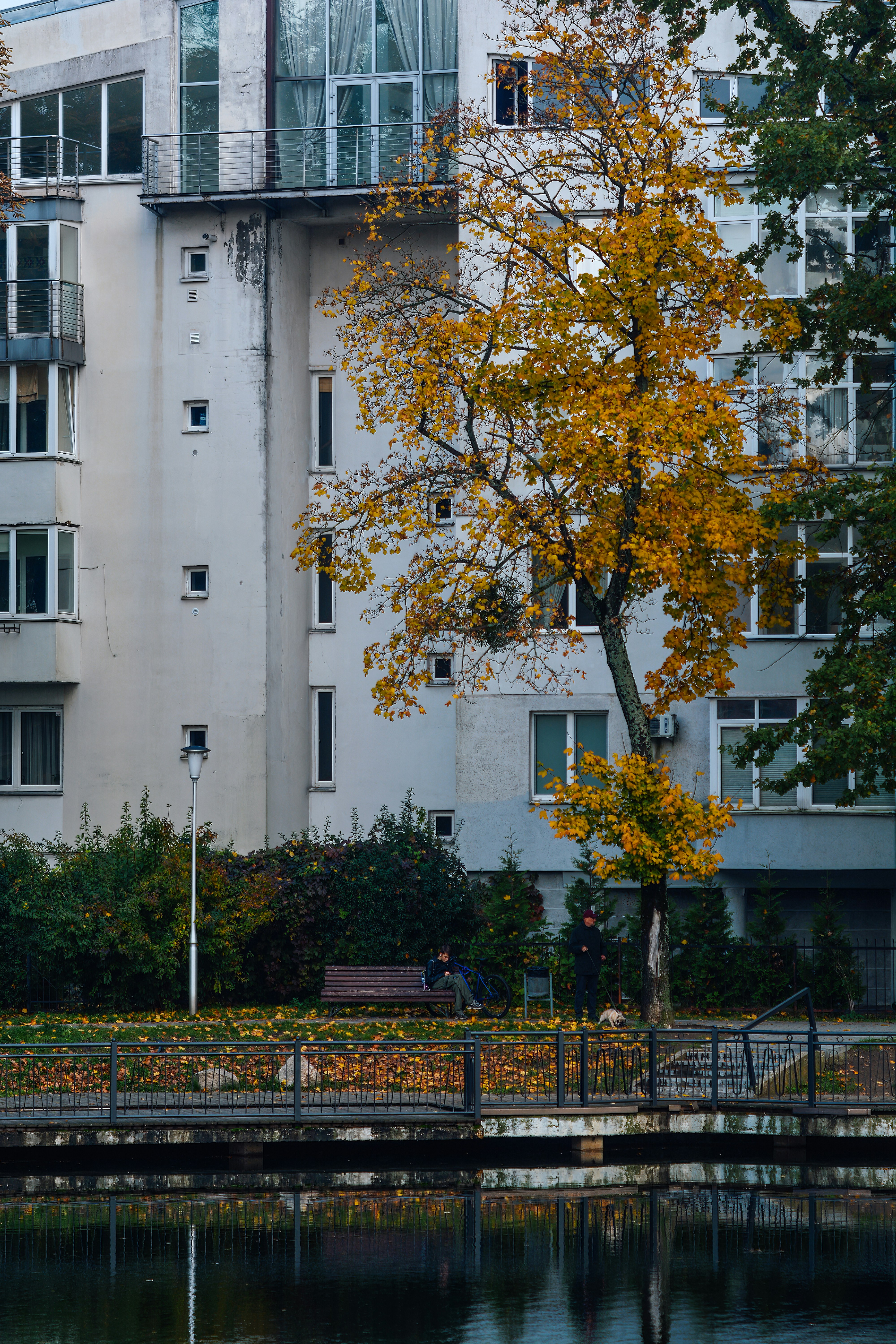 Autumn Tree by the Apartment Facade