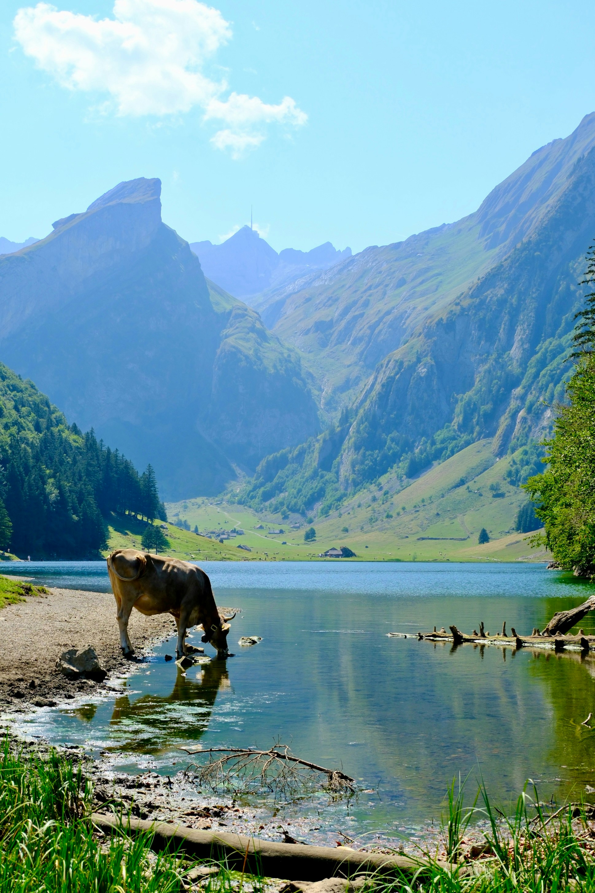 Cows at the tranquil alpine lake as distant peaks rise