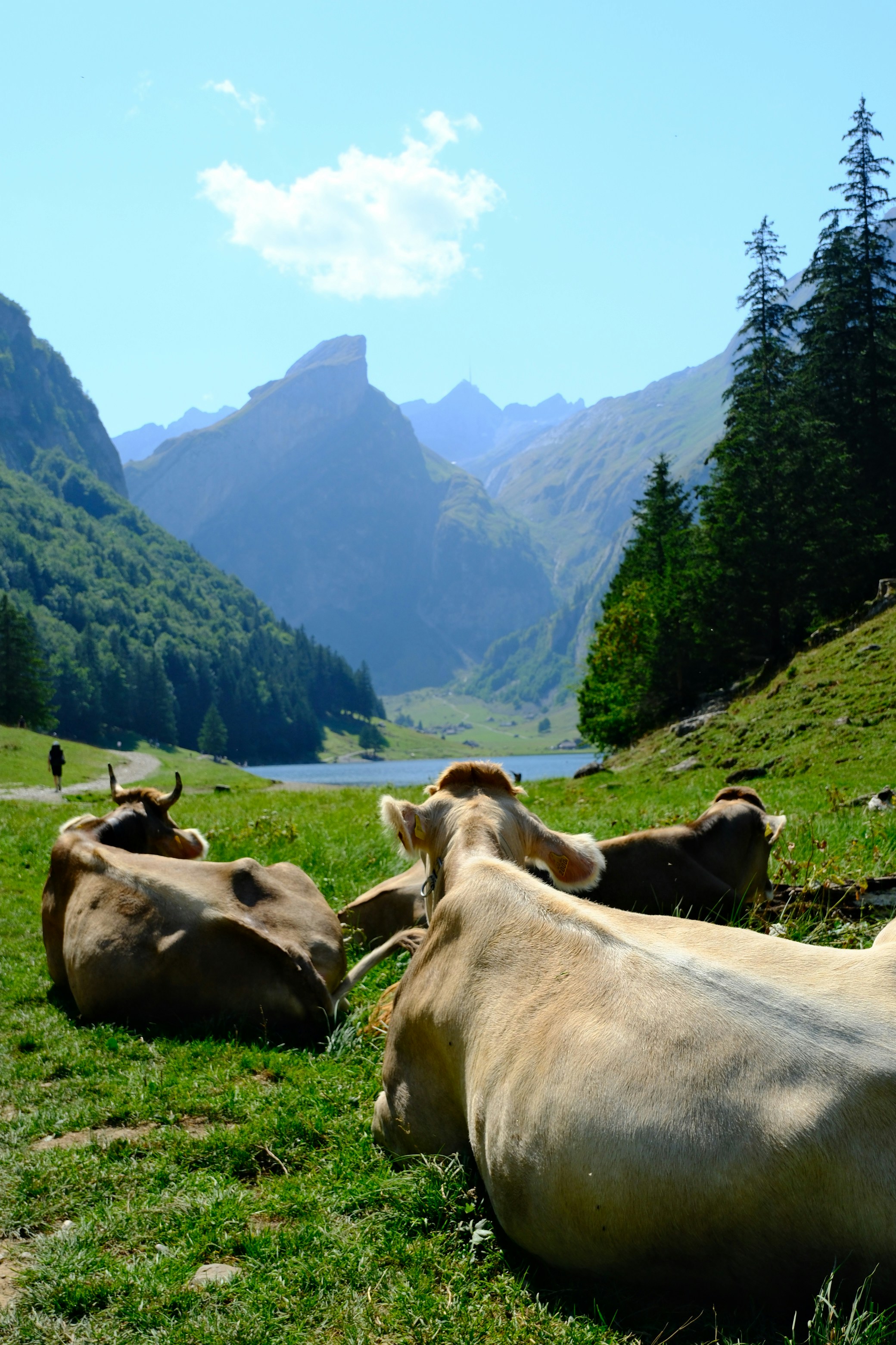 Cattle Refuge: A Highland Meadow Under Alpine Peaks