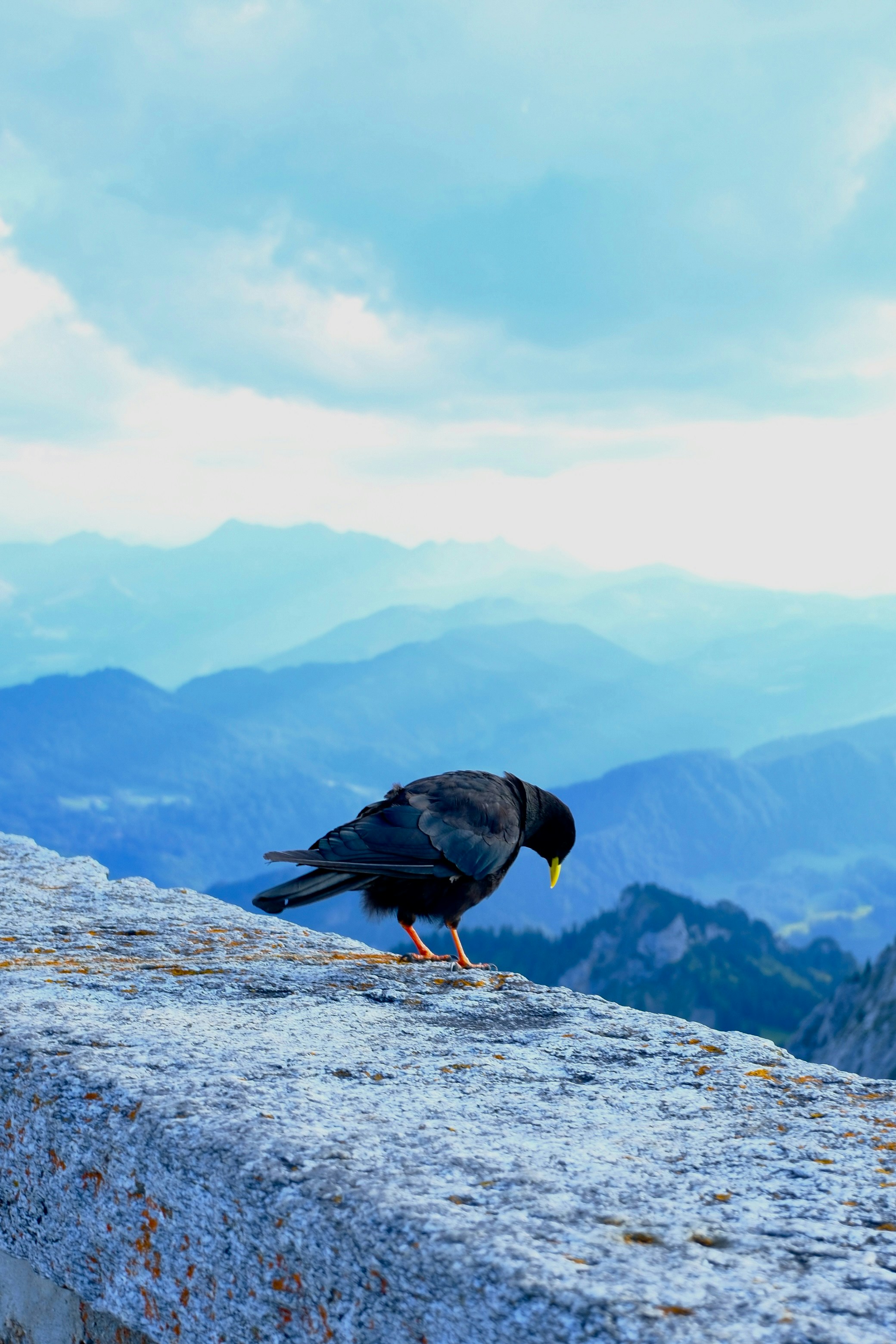 High-Altitude Blackbird at the Edge of the World
