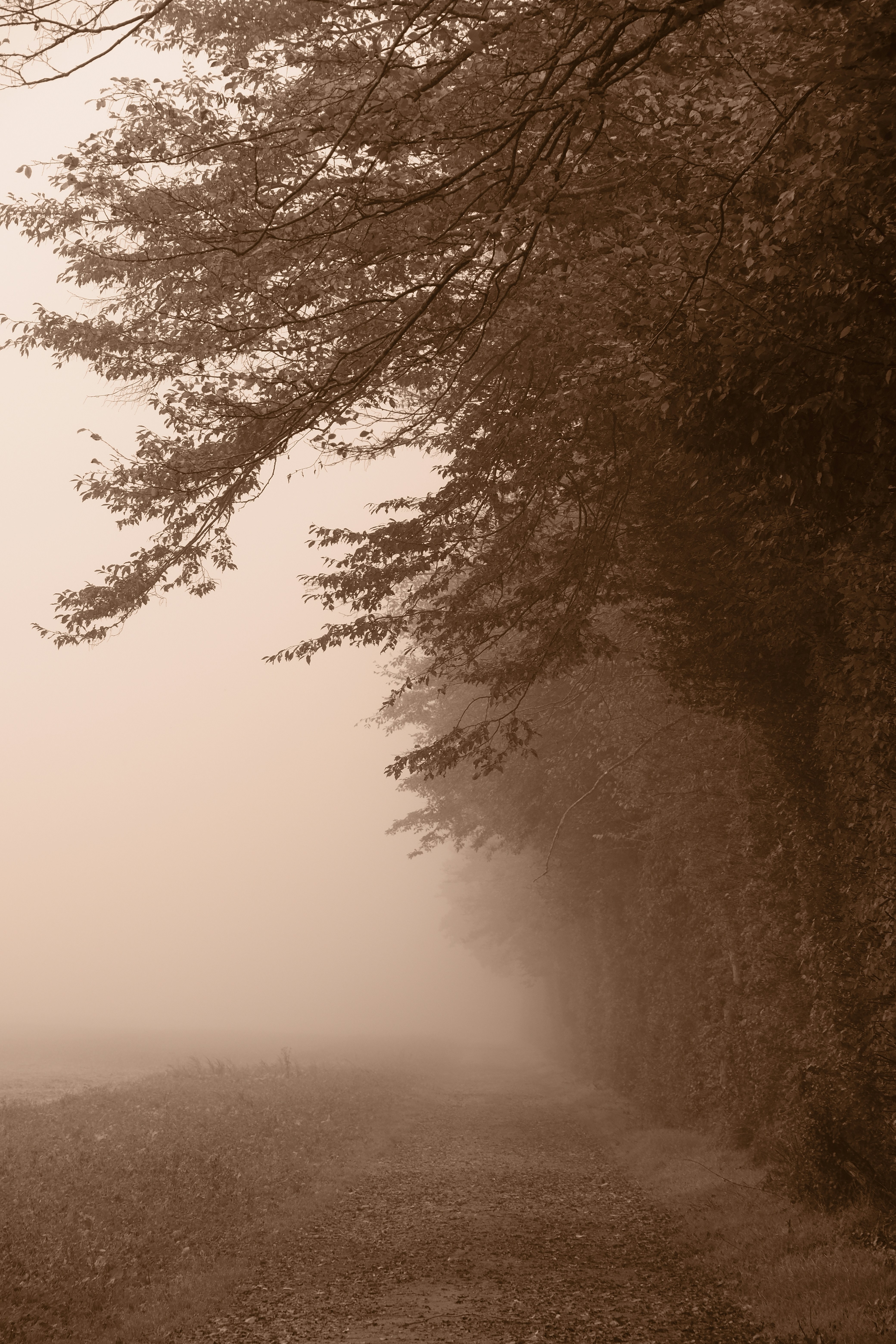 Mist-filled path with a dense tree line on the right, fading into soft sepia fog and a quiet horizon.